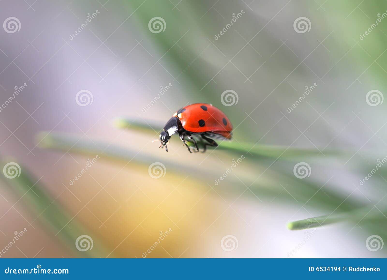 Ladybug in grass stock photo. Image of bright, beautiful - 6534194