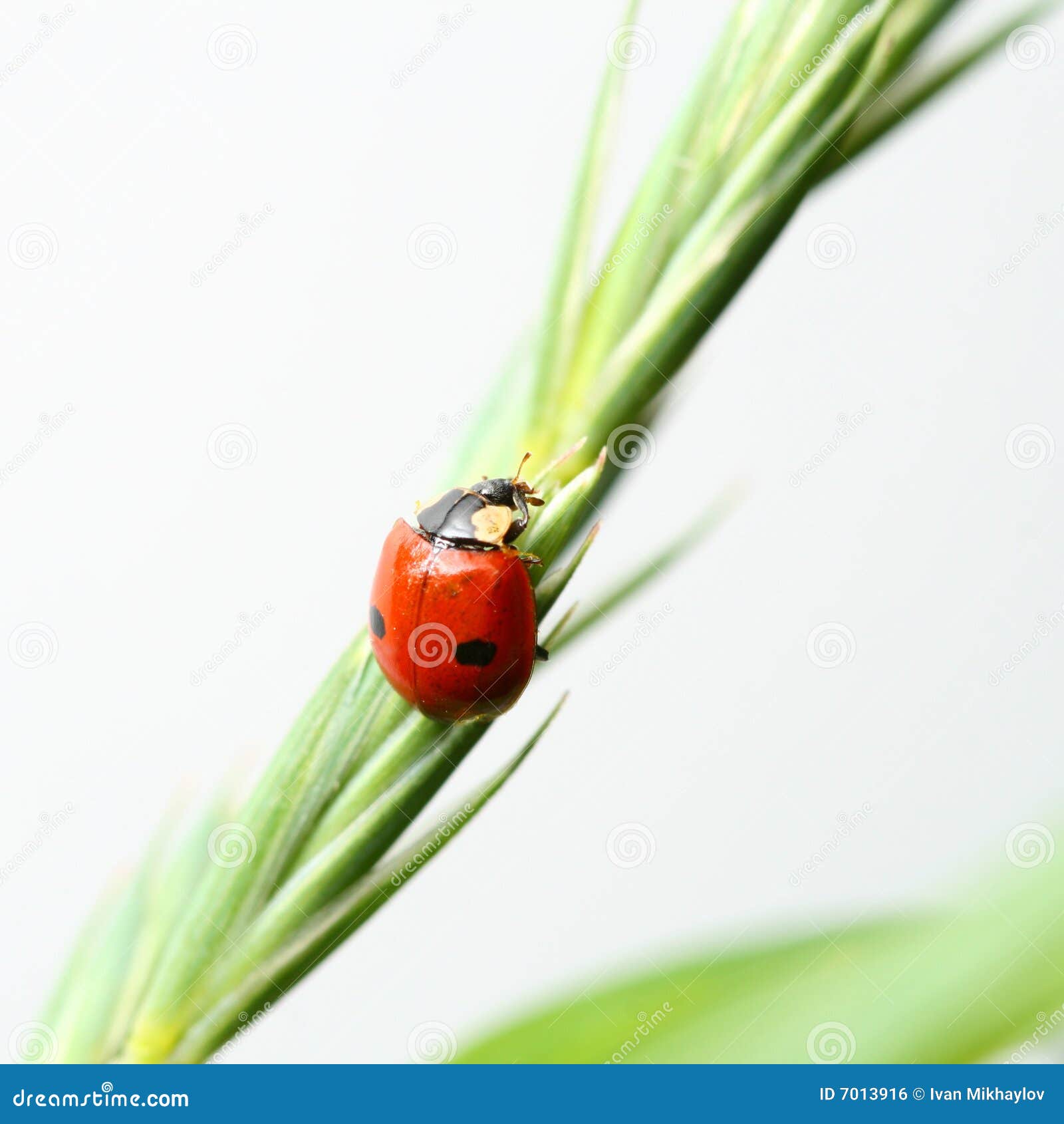 Ladybug on grass stock photo. Image of antenna, environmental - 7013916