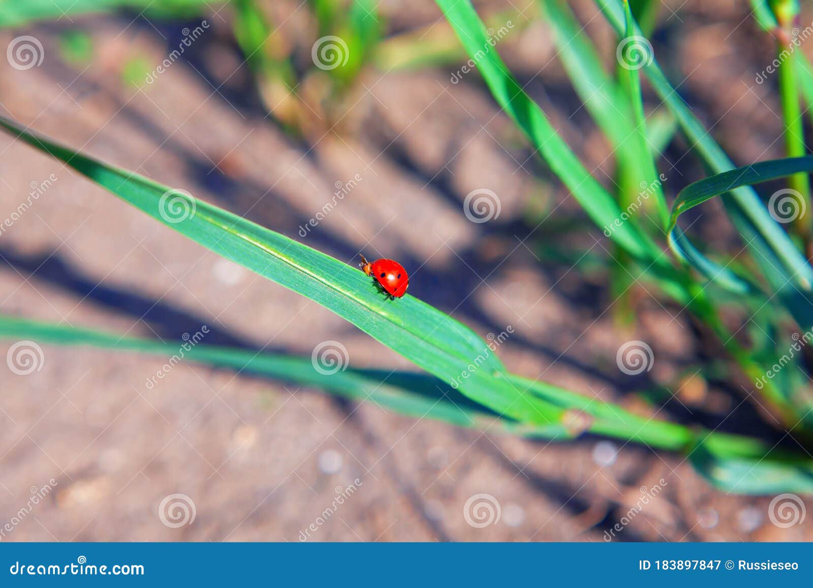 Ladybug on a grass stock image. Image of background - 183897847