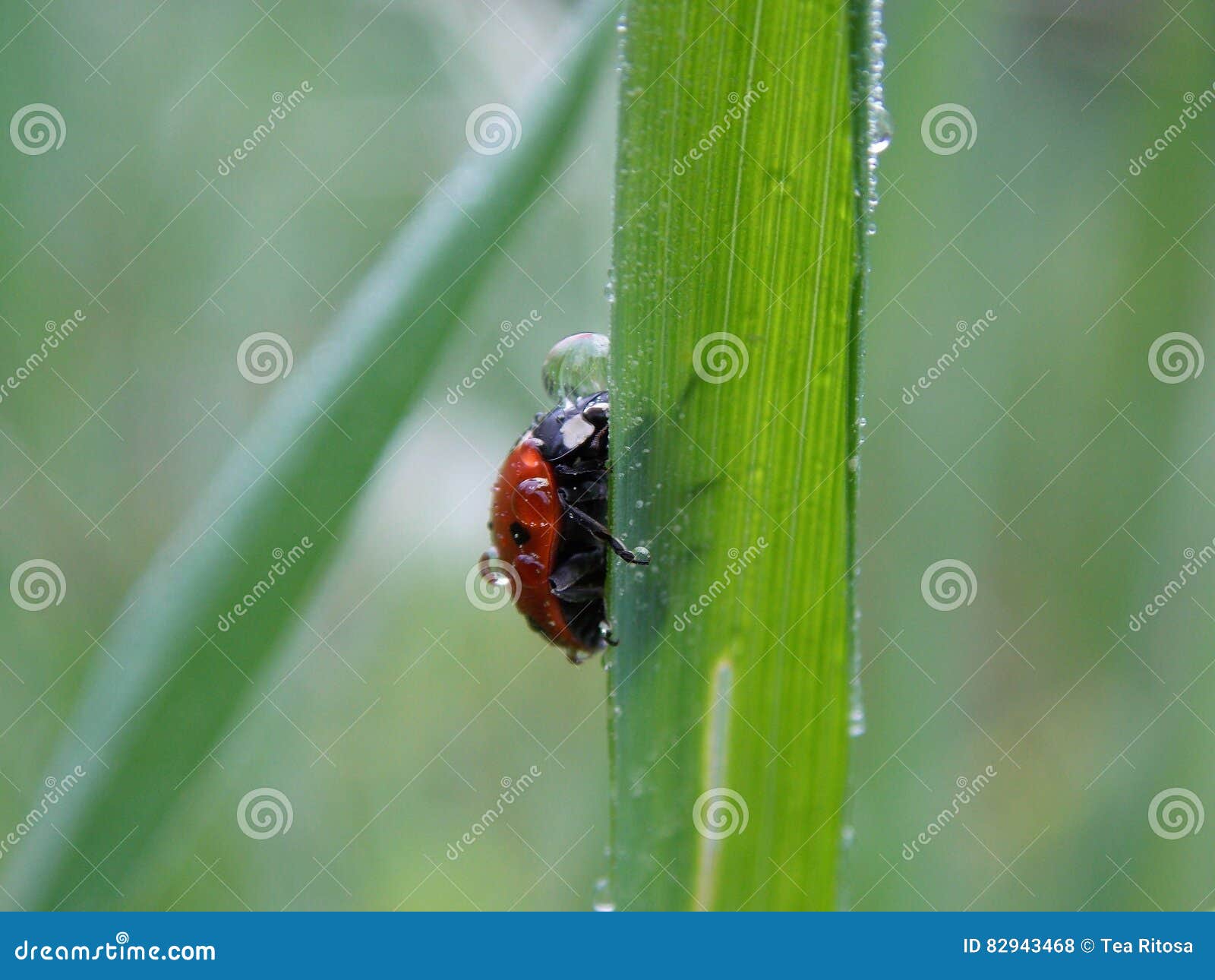 Ladybug on grass stock photo. Image of grass, droplet - 82943468