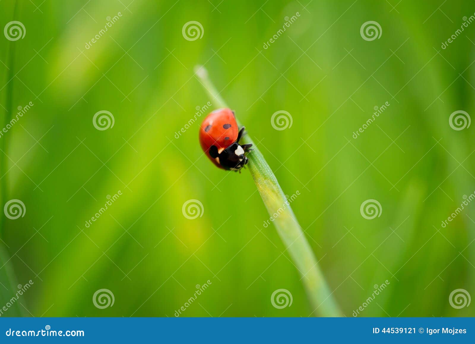 Ladybug on grass stock image. Image of bright, beautiful - 44539121