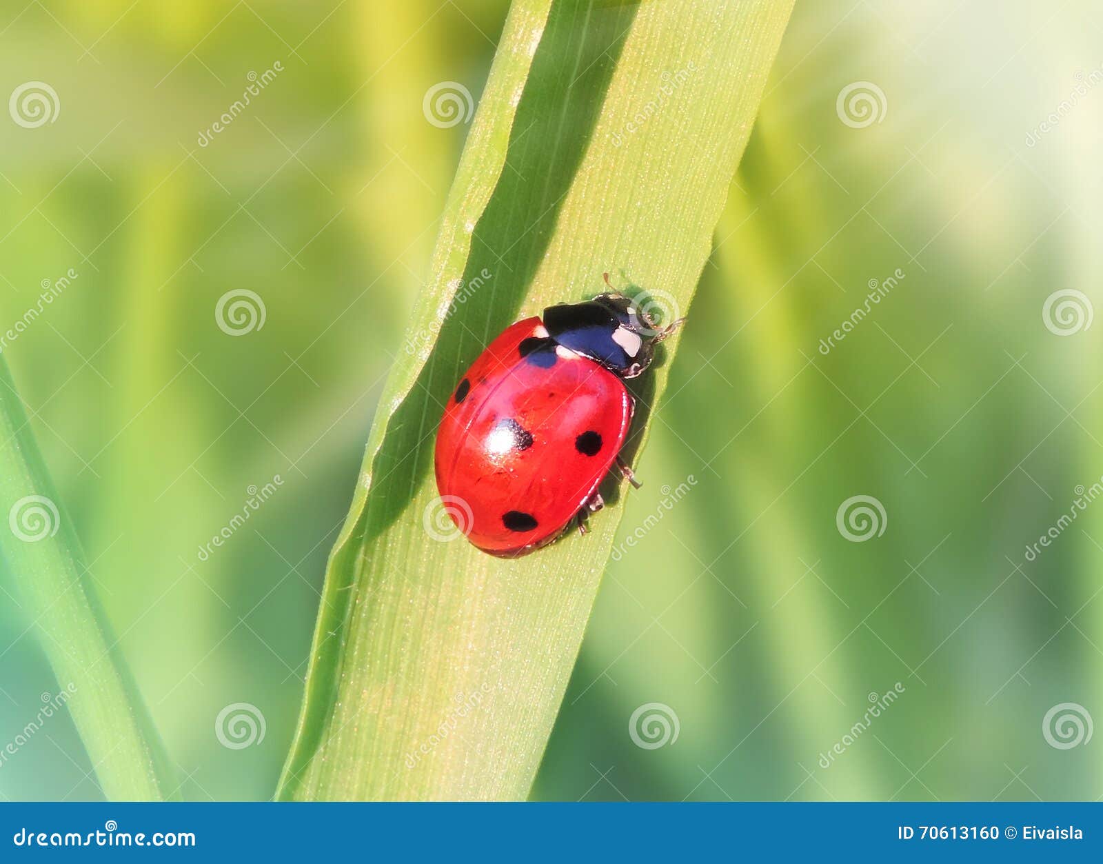 Ladybug in the grass stock photo. Image of beetle, plant - 70613160