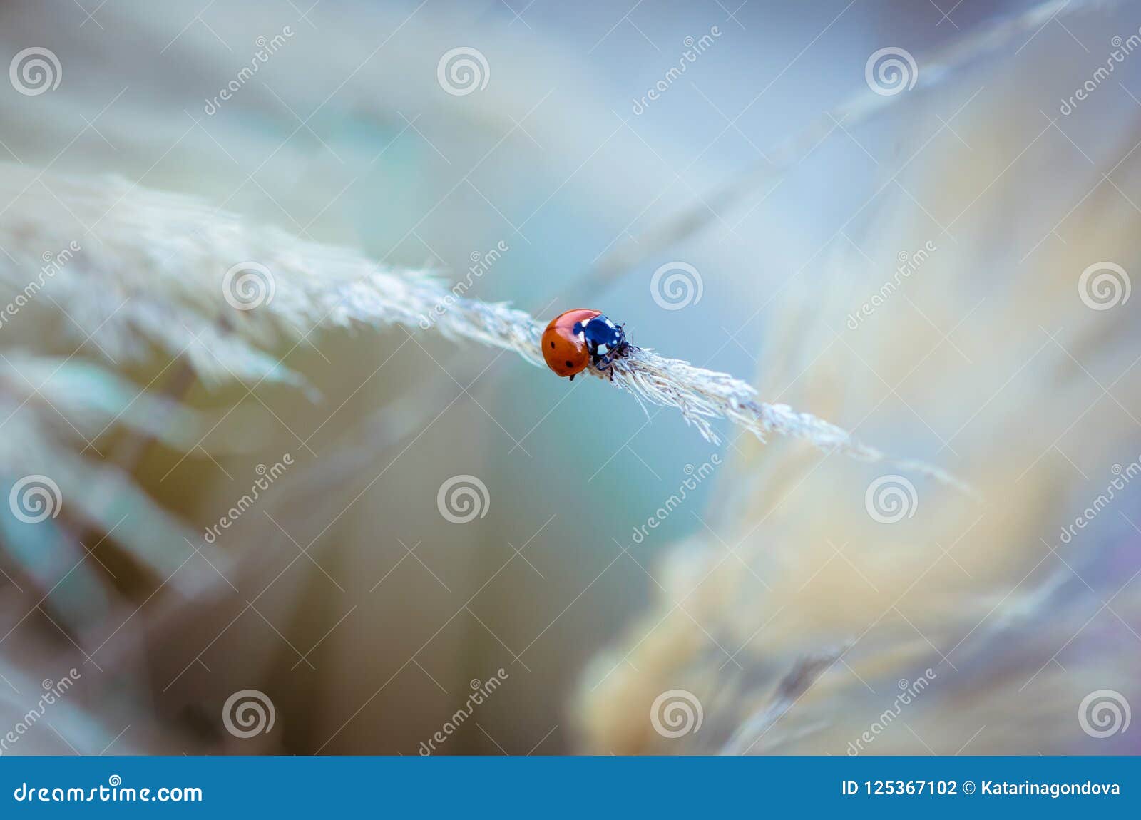 Ladybug in grass detail stock photo. Image of meadow - 125367102