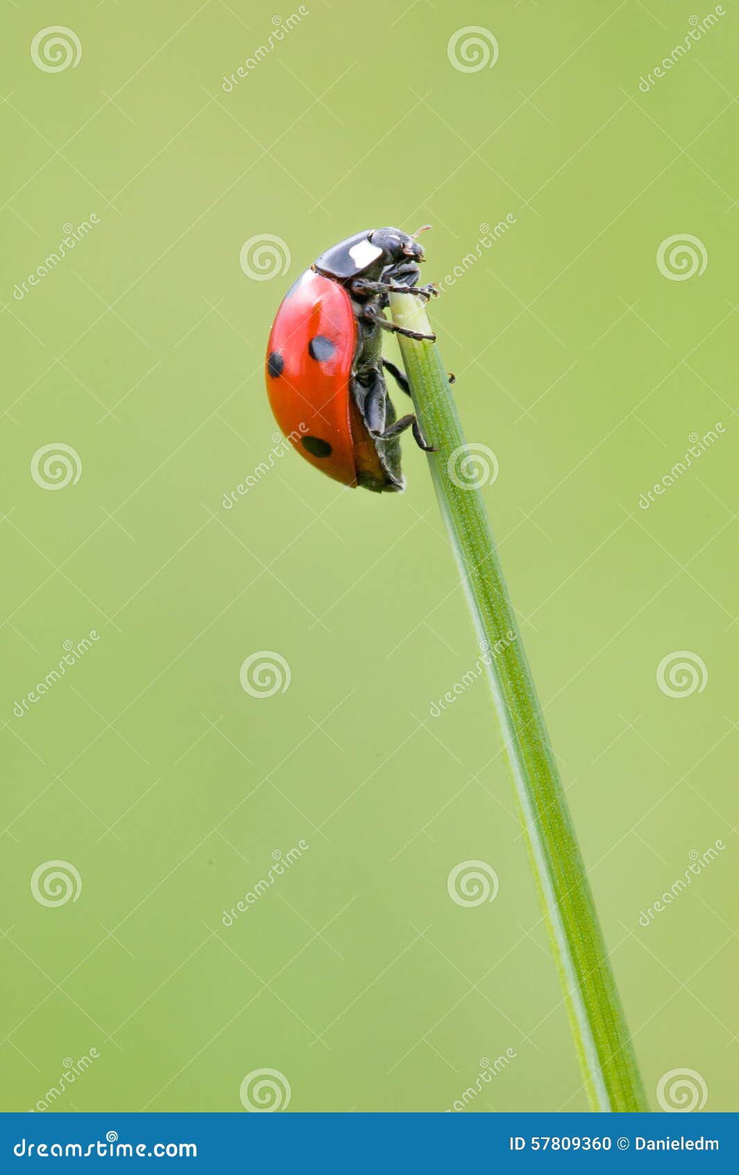 Ladybug on the grass field stock photo. Image of wildlife - 57809360