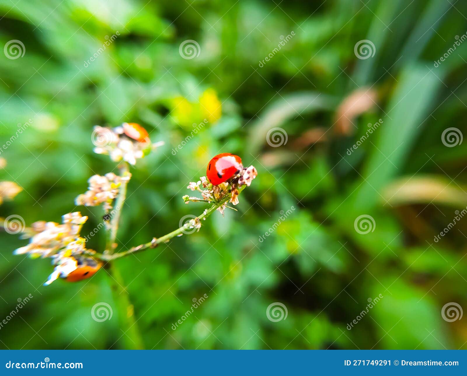 Ladybug on Grass in the Garden Stock Image - Image of plant, harmonia ...