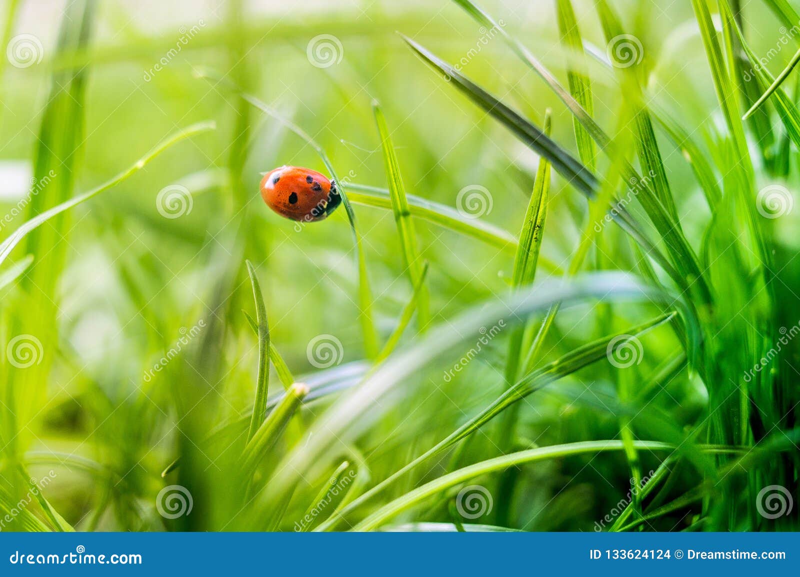 Ladybug on Grass in Garden Macro Close Up Stock Photo - Image of growth ...