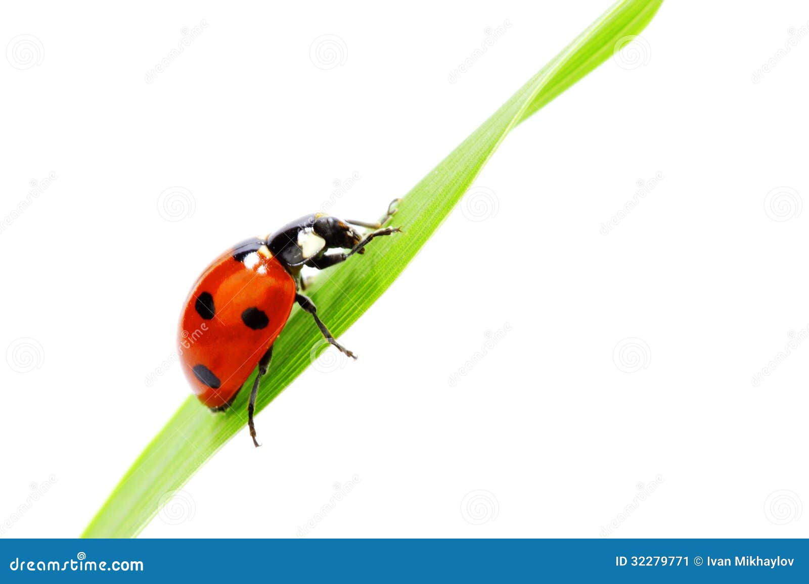 Ladybug on grass stock image. Image of detail, flora - 32279771