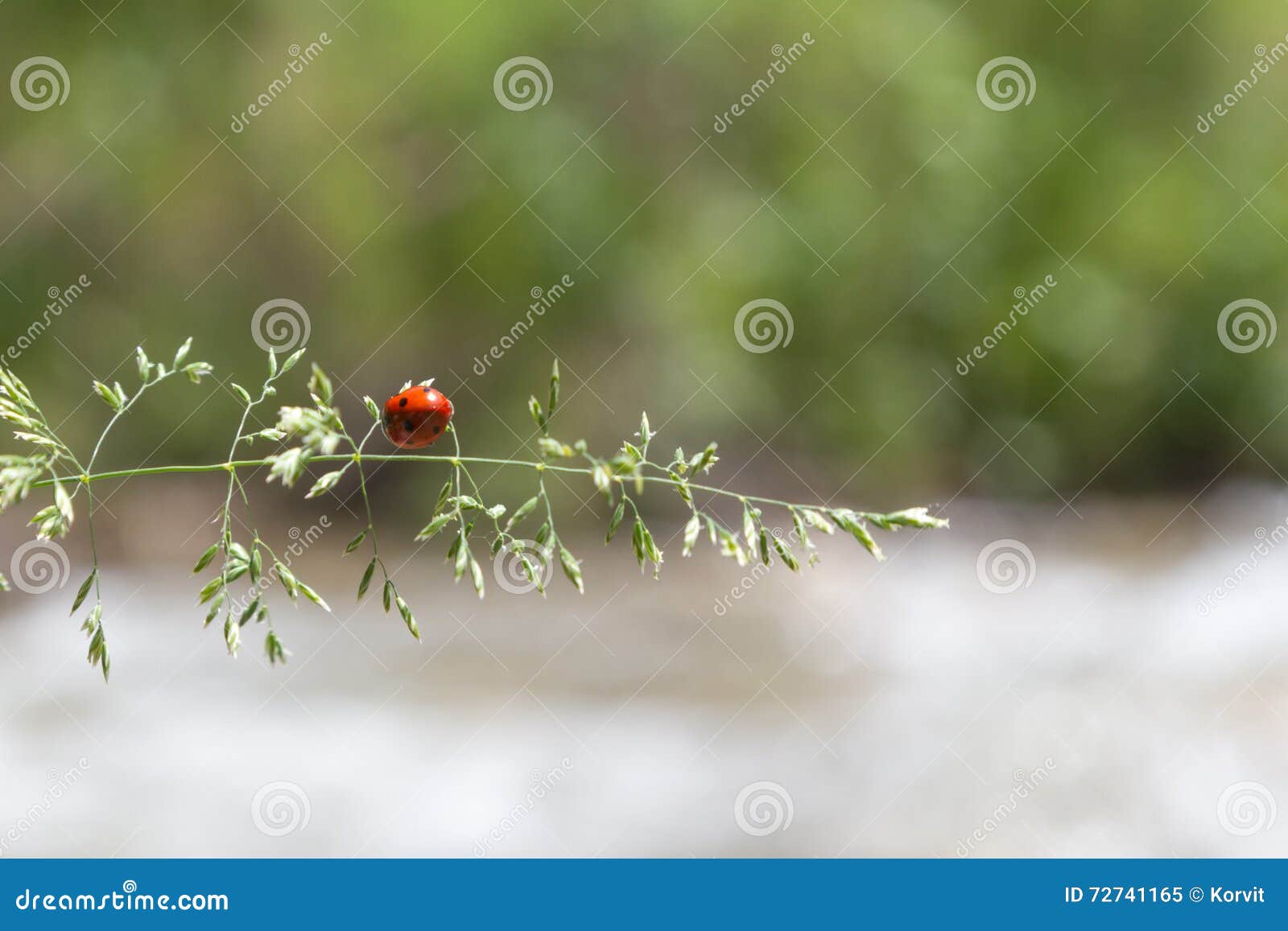 Ladybug on grass stock image. Image of outdoors, insects - 72741165