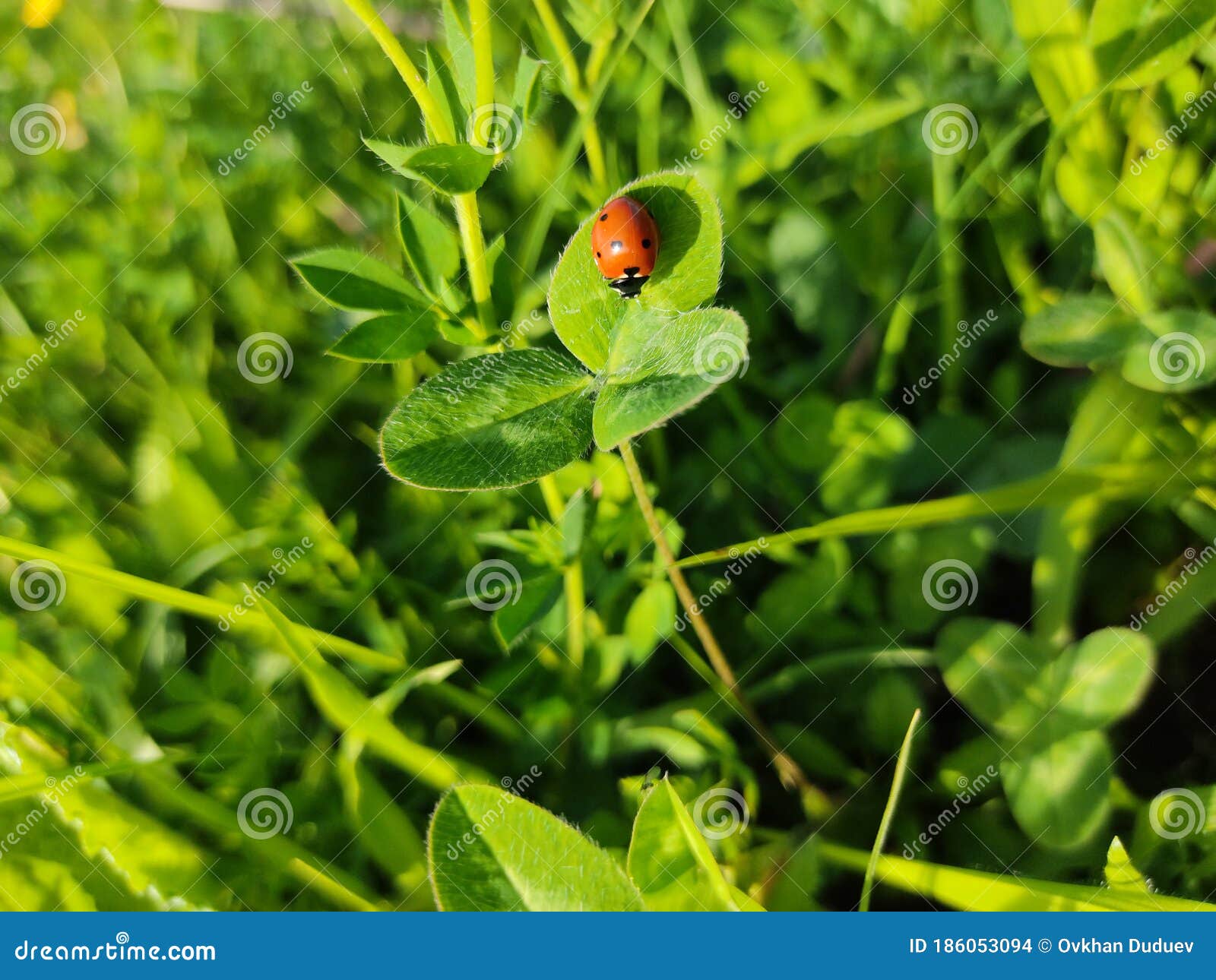 Ladybug and grass stock photo. Image of grass, animal - 186053094