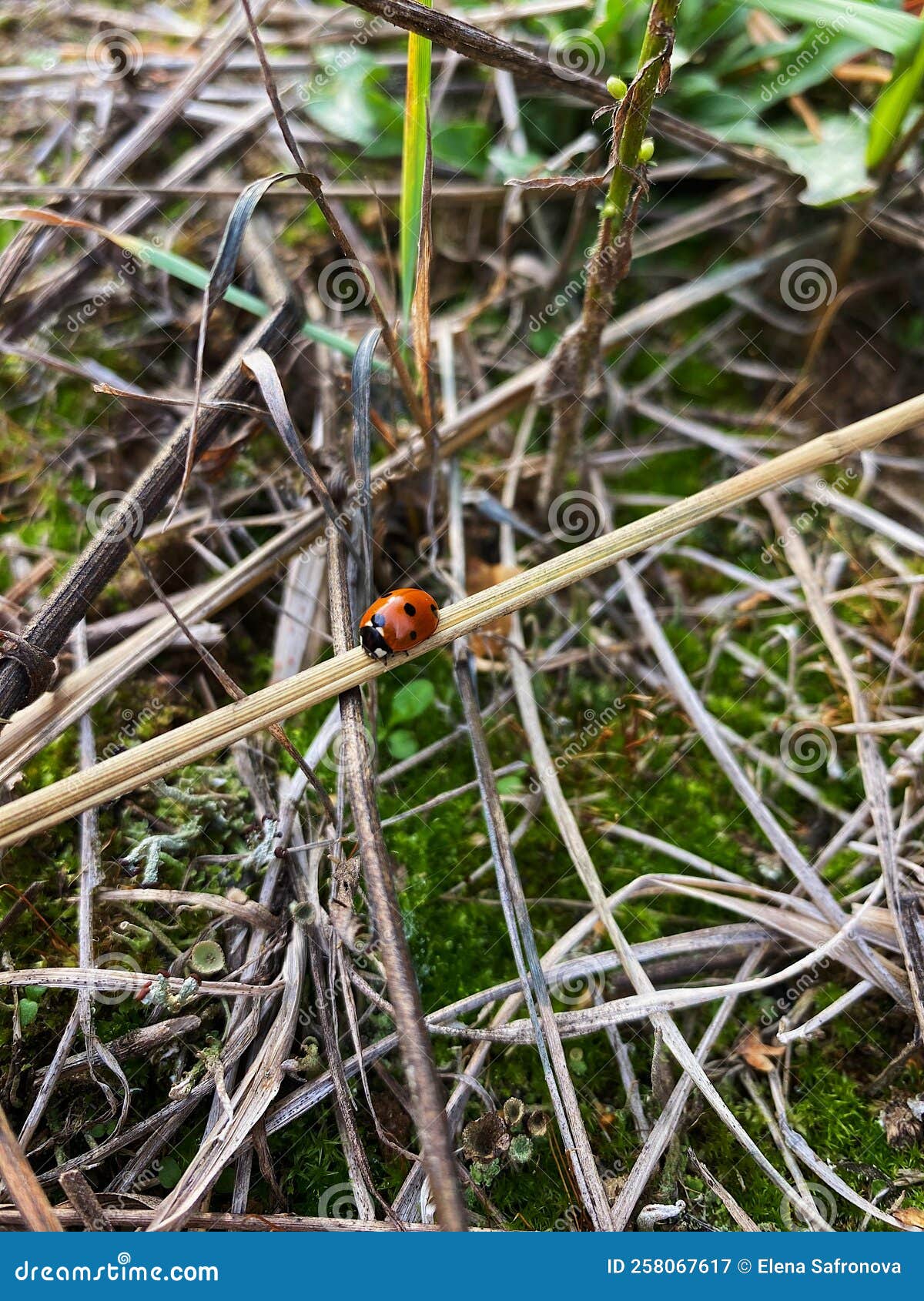 Ladybug on the grass stock image. Image of green, nature - 258067617