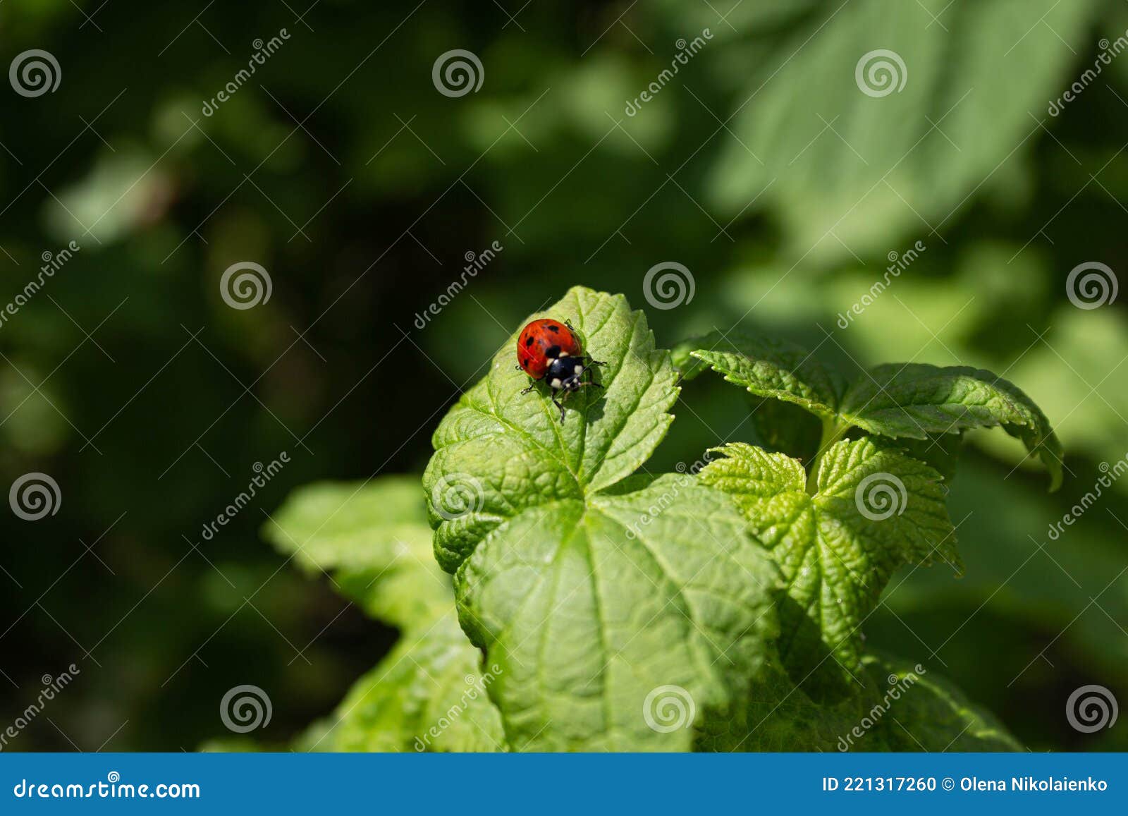 Ladybug on Grass. Ladybugs on Leaves Macrophoto Stock Photo - Image of ...