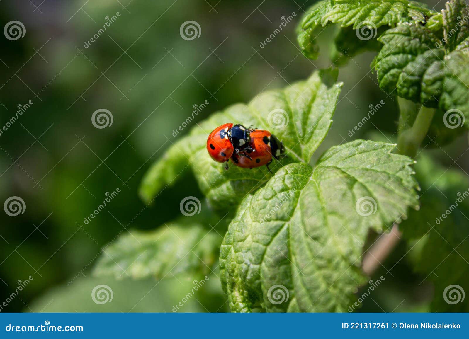 Ladybug on Grass. Ladybugs on Leaves Macrophoto Stock Image - Image of ...
