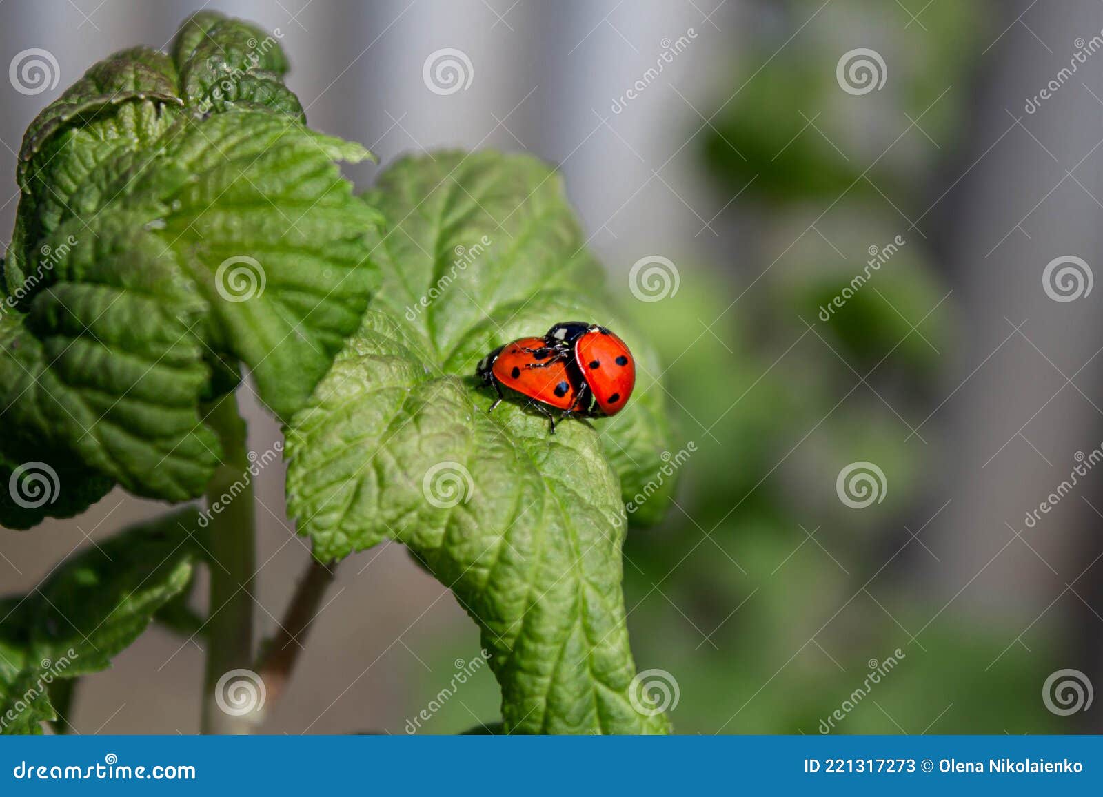 Ladybug on Grass. Ladybugs on Leaves Macrophoto Stock Image - Image of ...