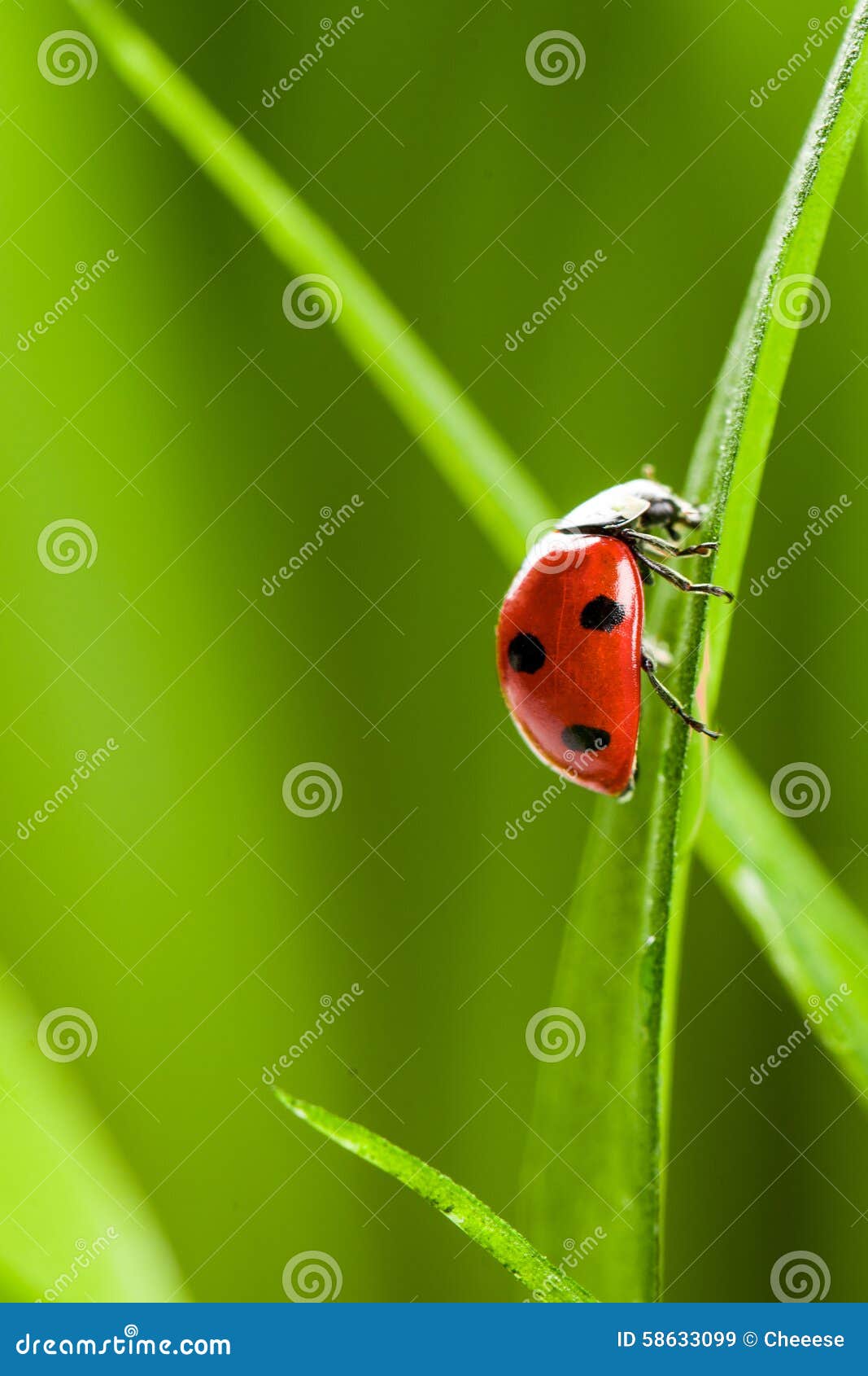 Ladybug on Grass Over Green Bachground Stock Image - Image of growth ...