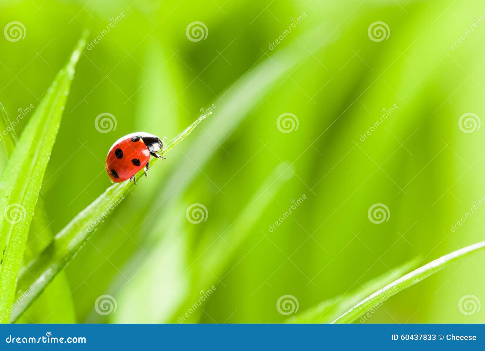Ladybug on Grass Over Green Bachground Stock Image - Image of foliage ...