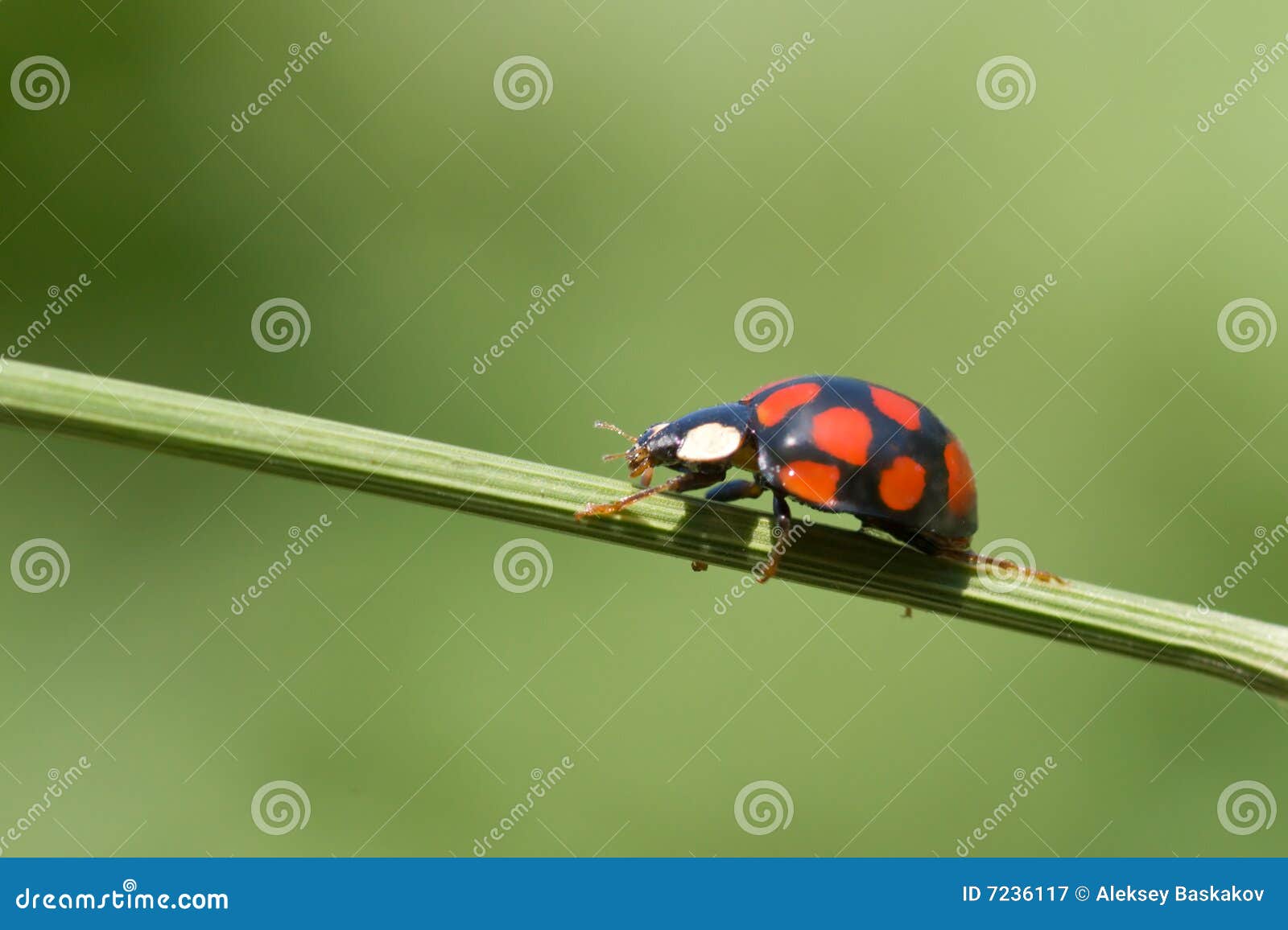 Ladybug on grass stem stock image. Image of insect, leaf - 7236117