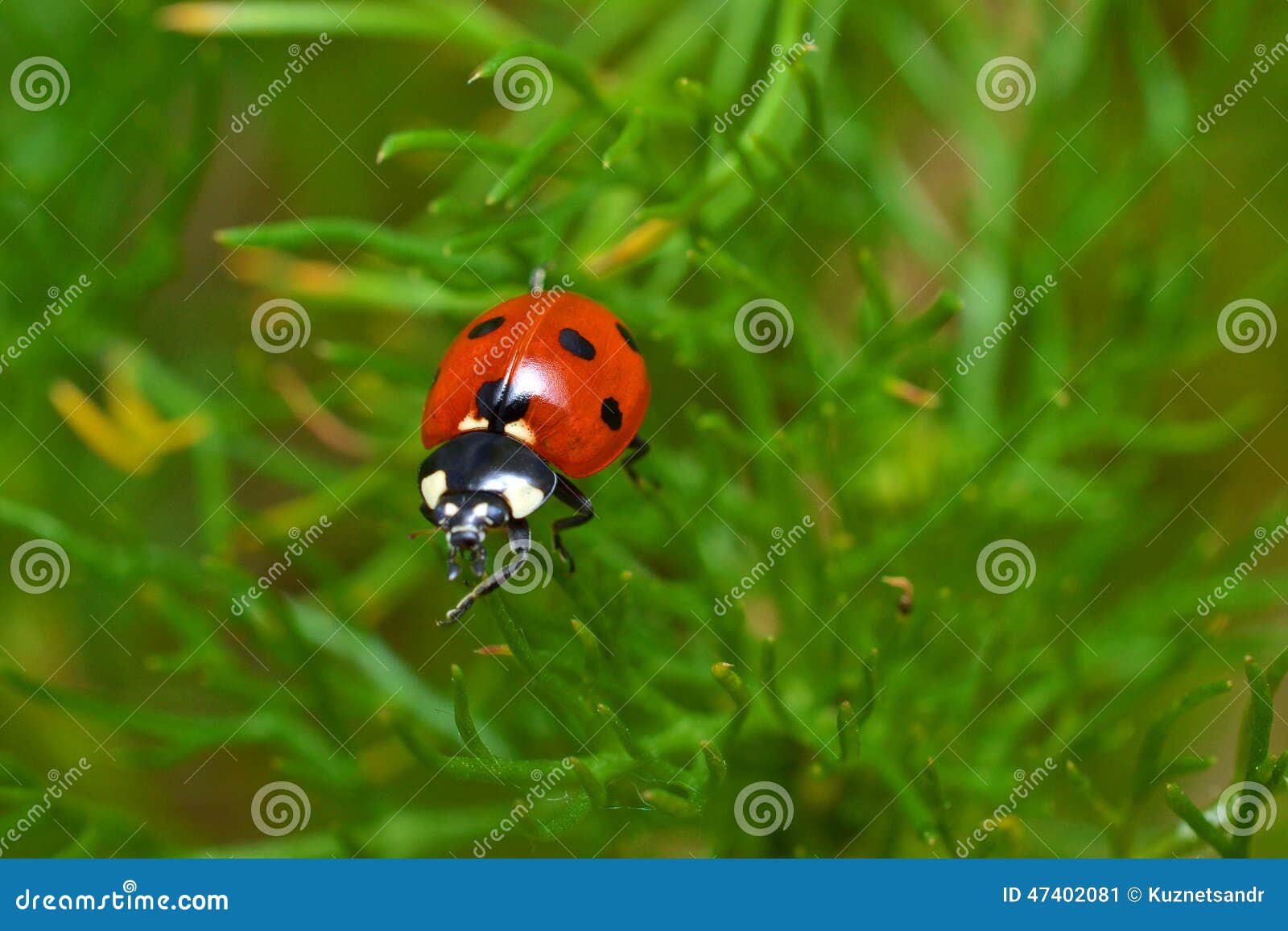 Ladybug on a grass stock image. Image of ladybug, beauty - 47402081