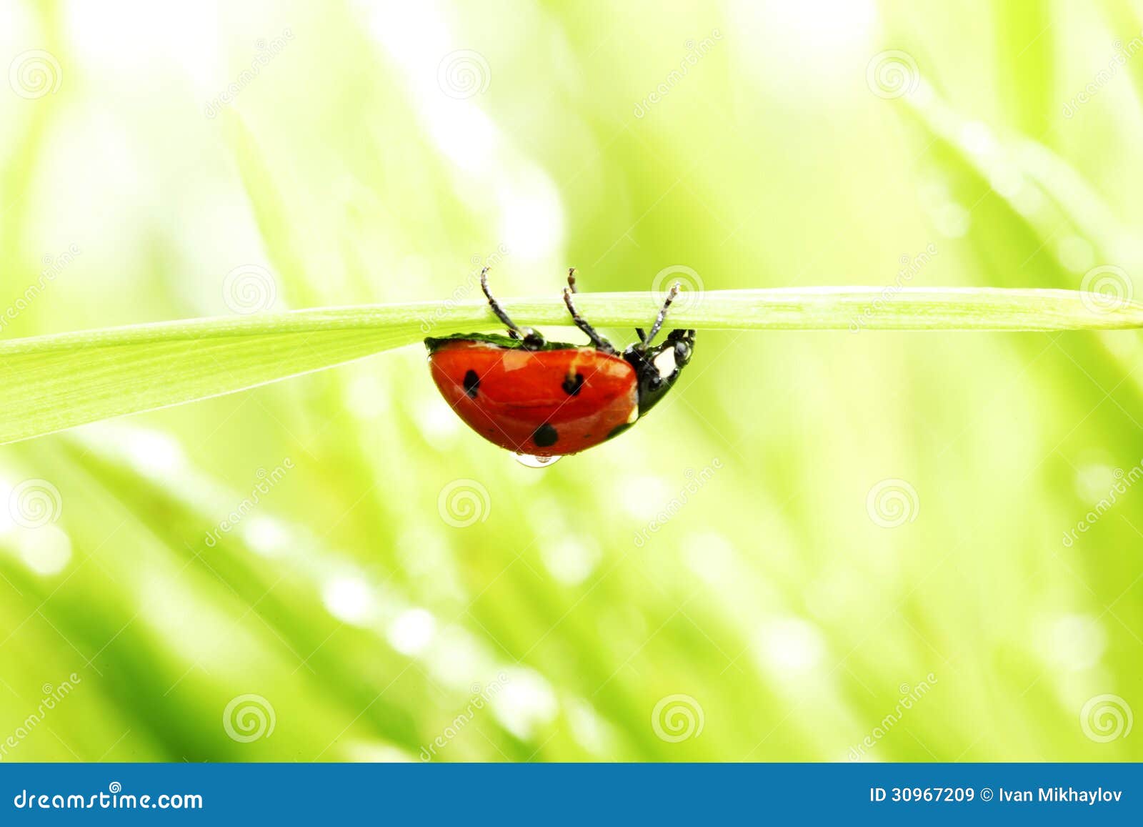 Ladybug on grass stock image. Image of leaf, insect, condensation ...