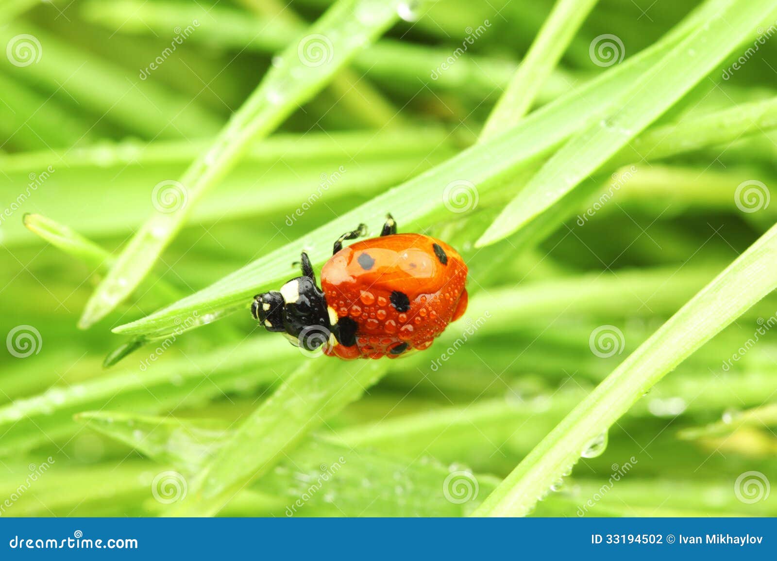 Ladybug on grass stock photo. Image of liquid, freshness - 33194502