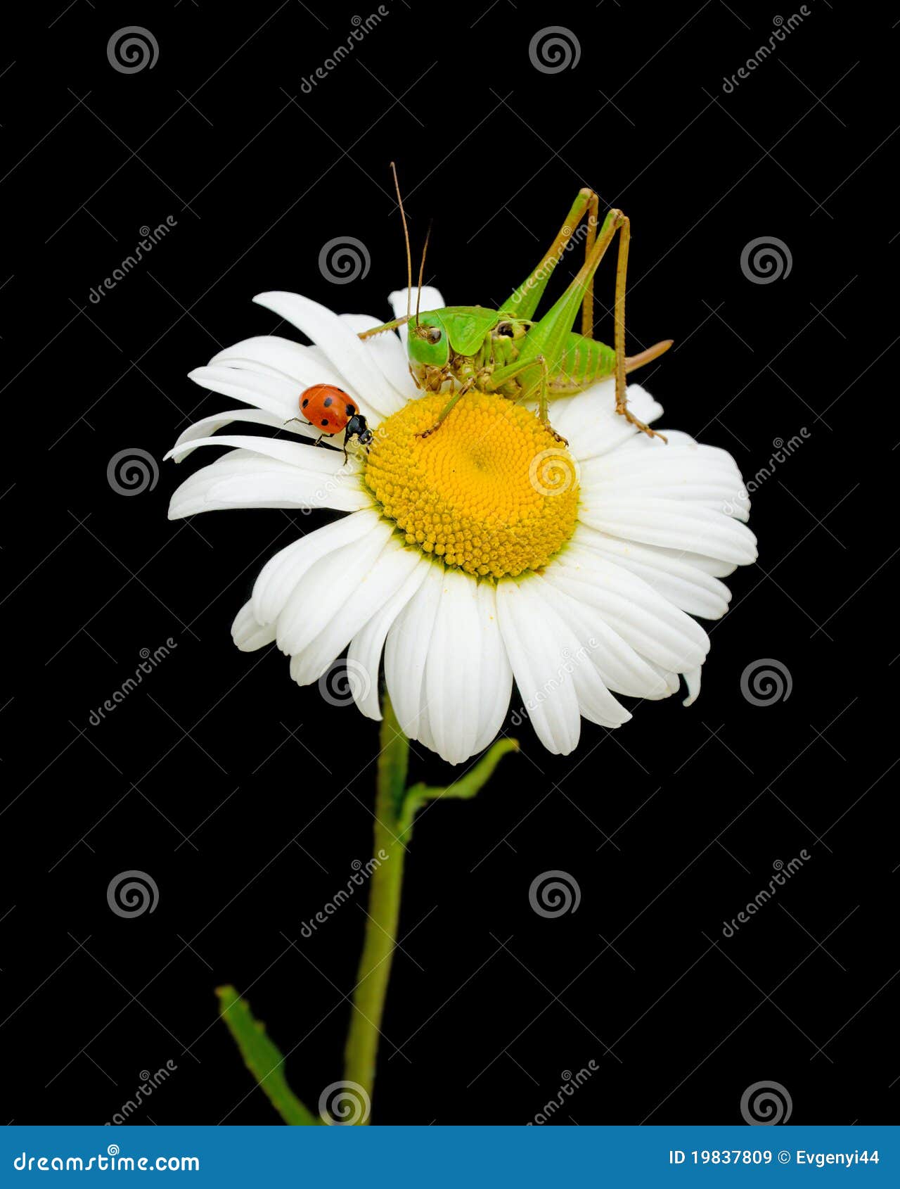 Ladybug and Grasshopper To Chamomile Stock Image - Image of nature ...