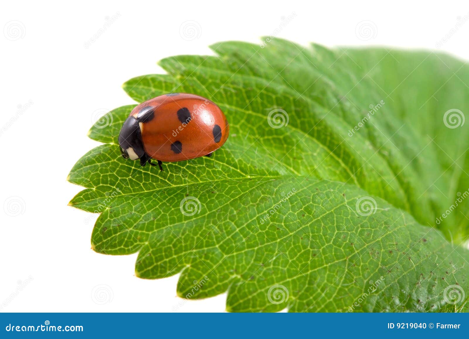 Ladybug on the green stock photo. Image of environmental - 9219040