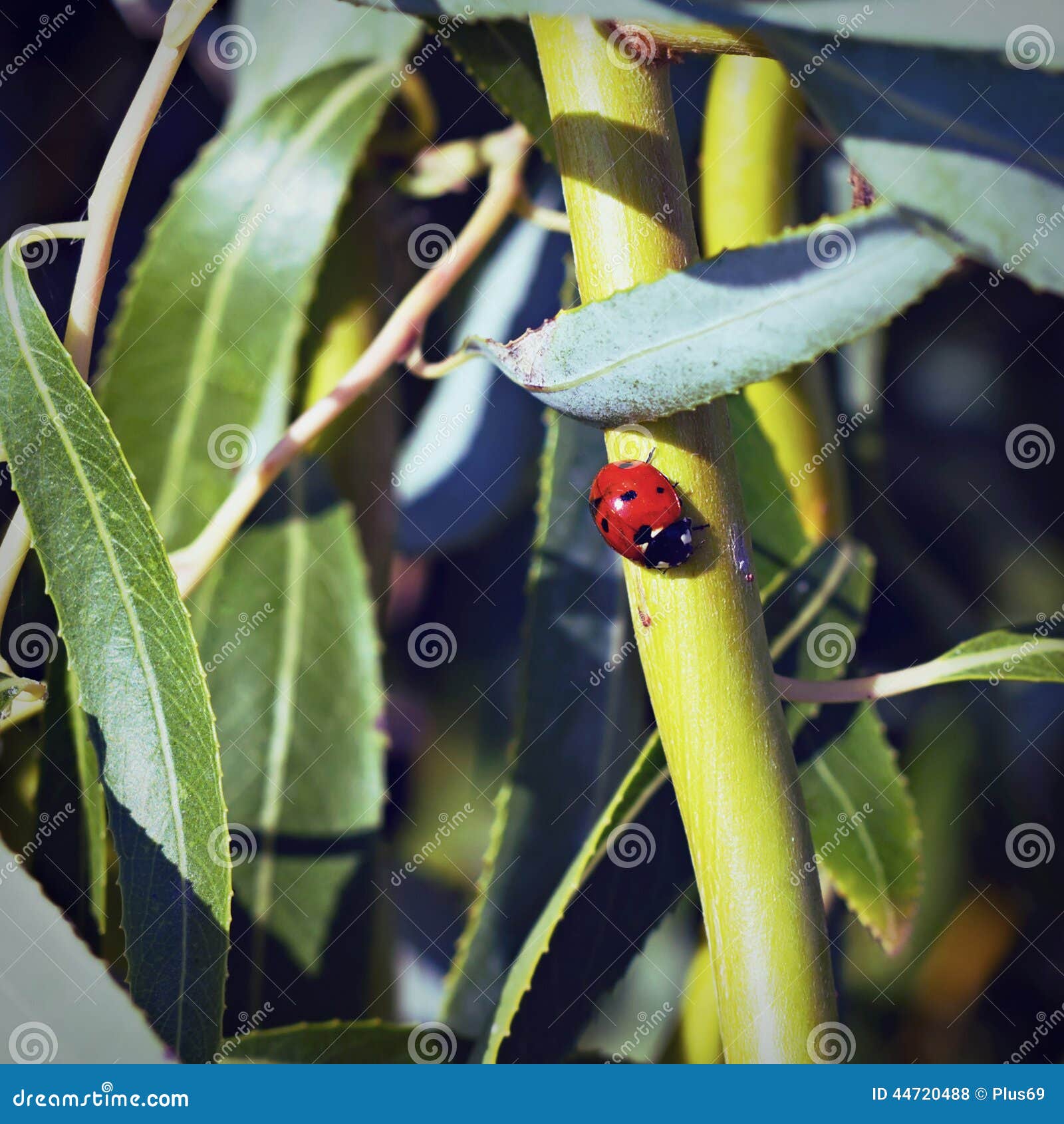 Ladybug on green branch stock photo. Image of ladybird - 44720488