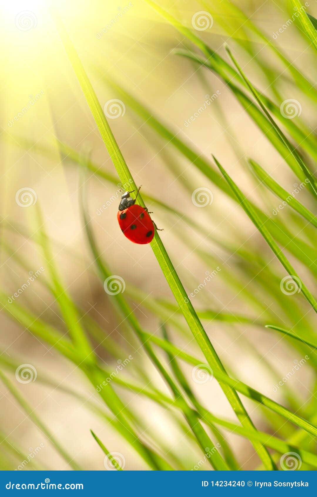 Ladybug on green grass stock photo. Image of meadow, growth - 14234240
