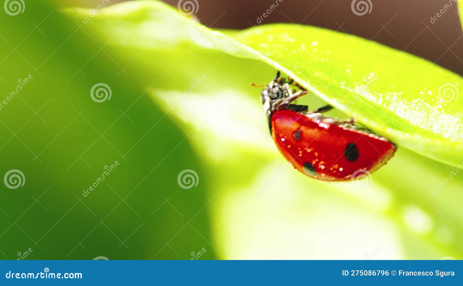 Ladybug in the Green Grass in the Forest. Stock Footage - Video of ...