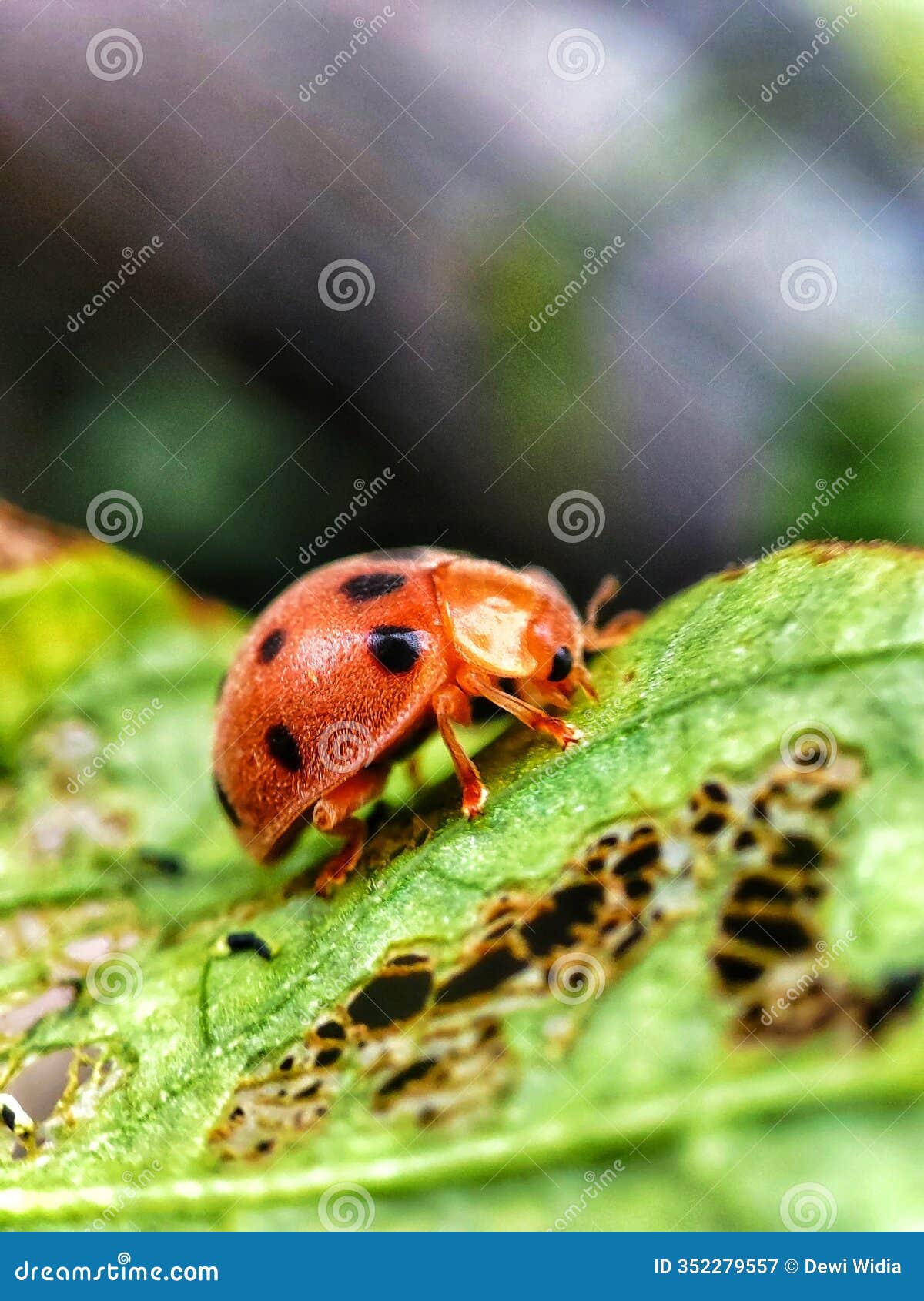 Ladybug on the Green Holed Leaf Stock Image - Image of green, ladybug ...
