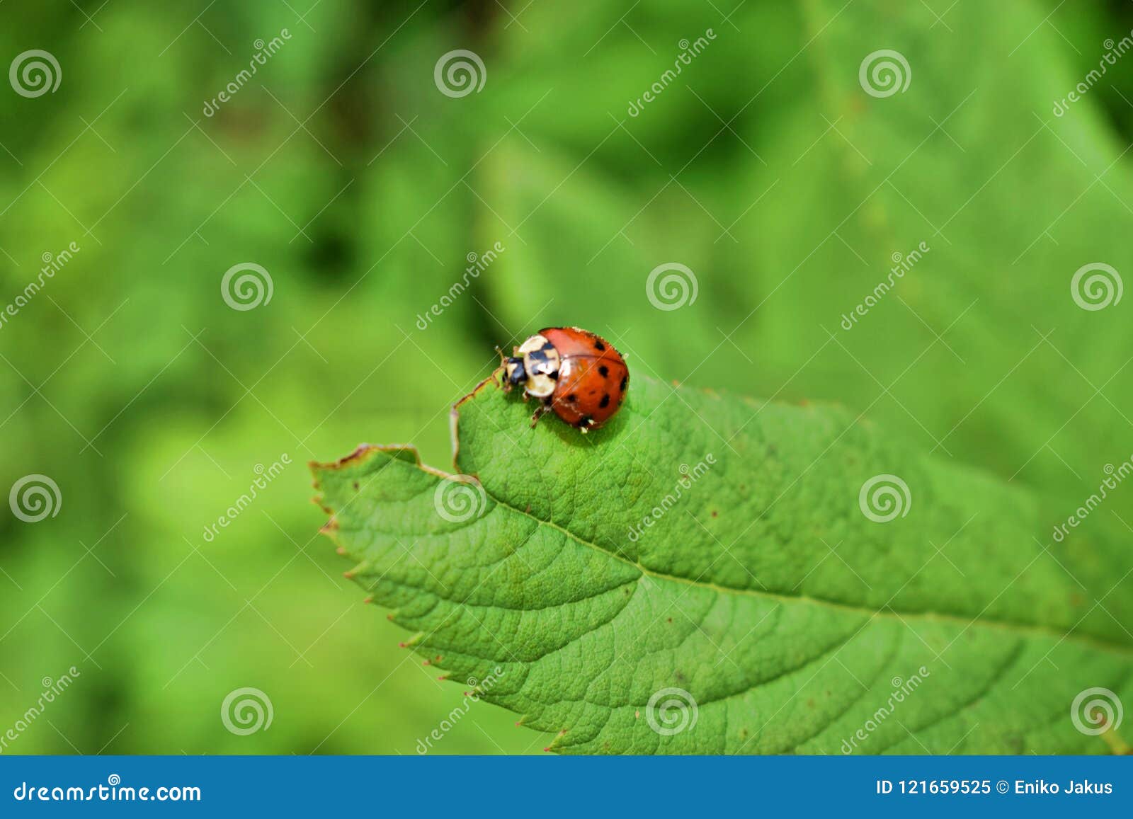 Ladybug on a green leaf stock image. Image of green - 121659525