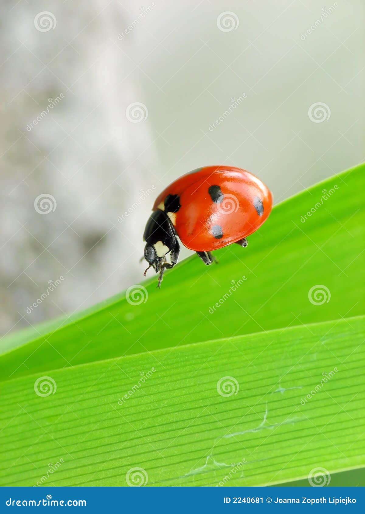 Ladybug on green leaf stock image. Image of jaws, paws - 2240681