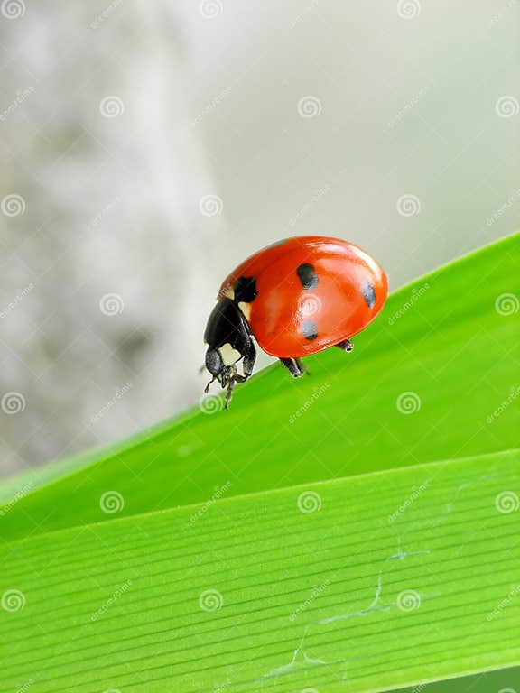 Ladybug on green leaf stock image. Image of jaws, paws - 2240681