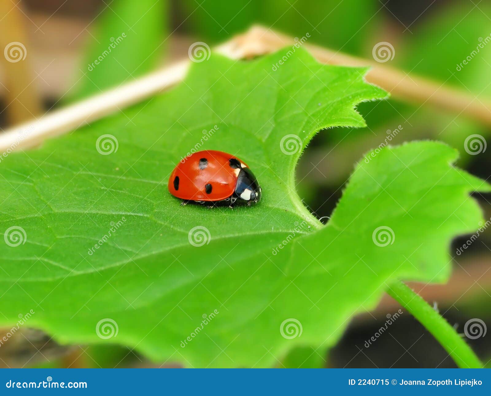 Ladybug on green leaf stock image. Image of sheet, ladybird - 2240715