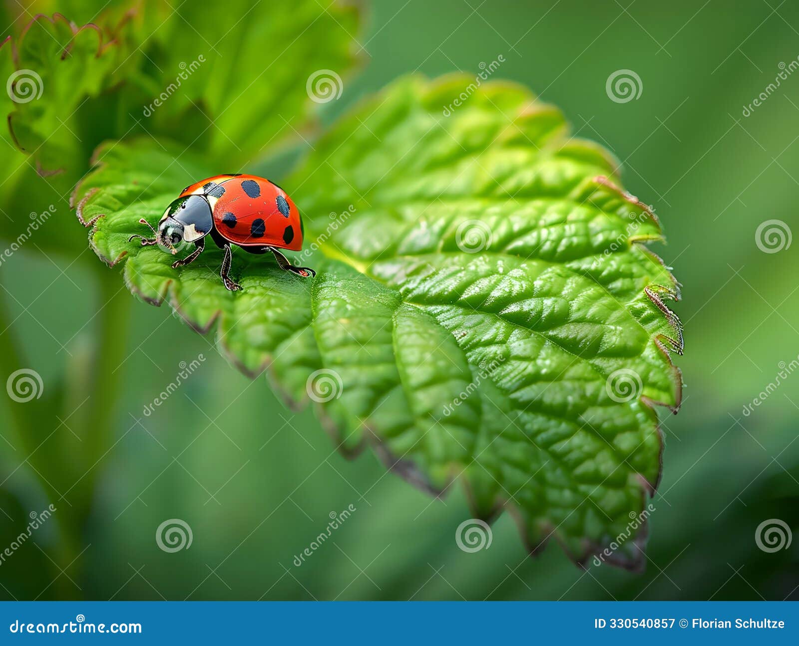 Ladybug on a green leaf stock illustration. Illustration of animal - 330540857