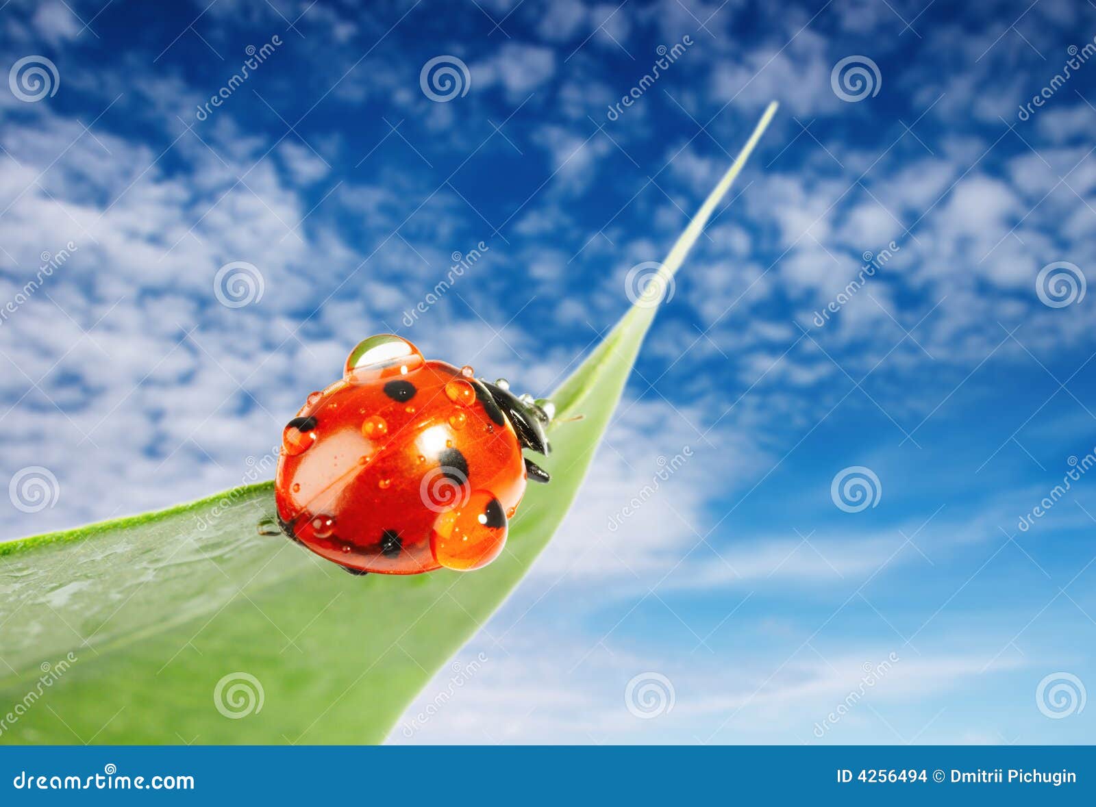 17,537 Green Ladybug Leaf Stock Photos - Free & Royalty-Free Stock ...