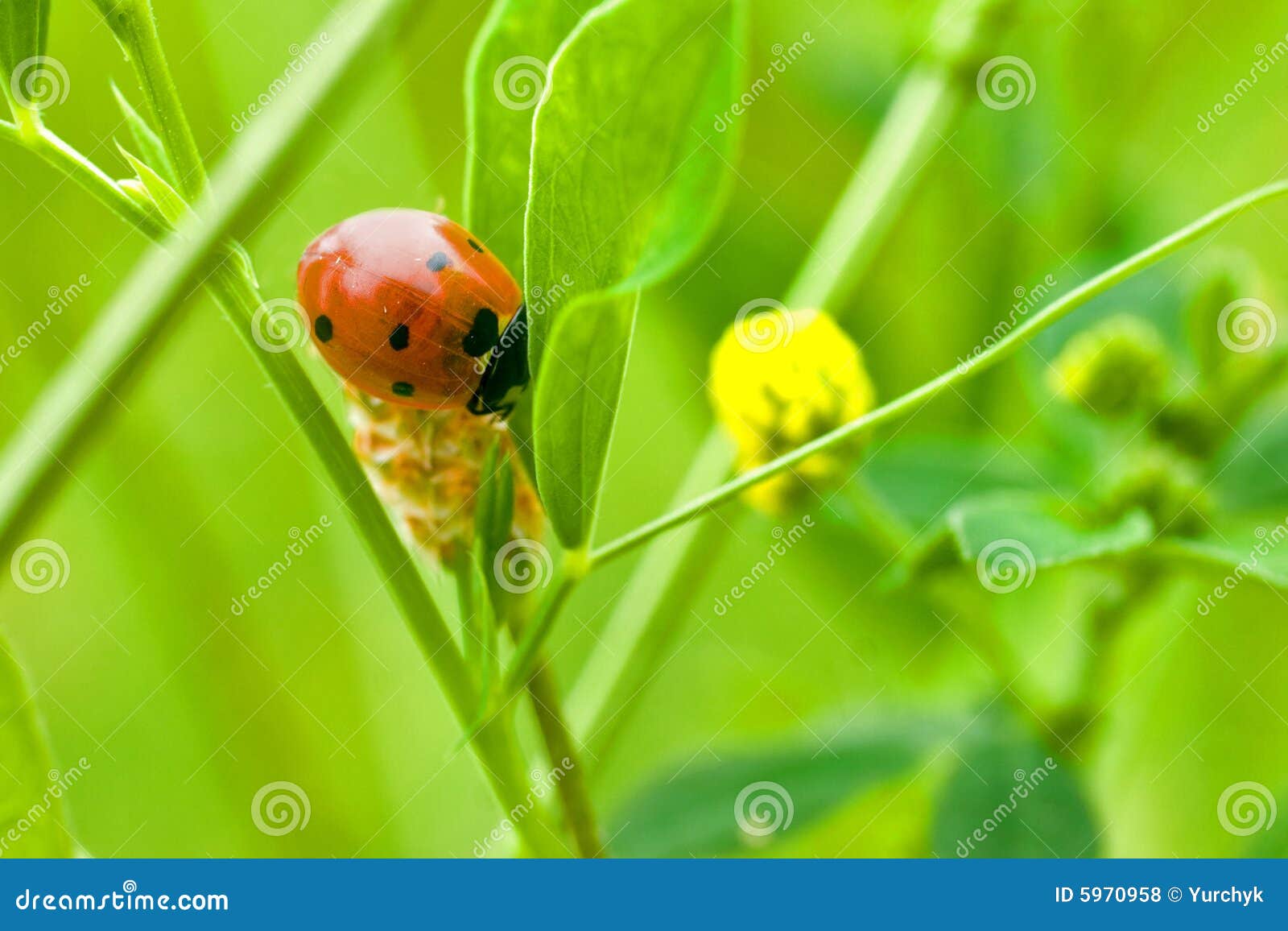 Ladybug on green leaf stock photo. Image of beautiful - 5970958