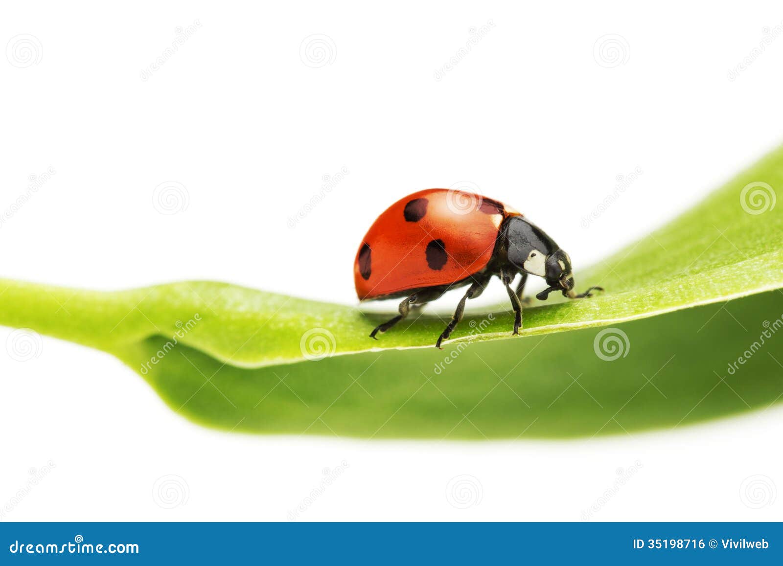 Ladybug on a green leaf stock photo. Image of black, biology - 35198716