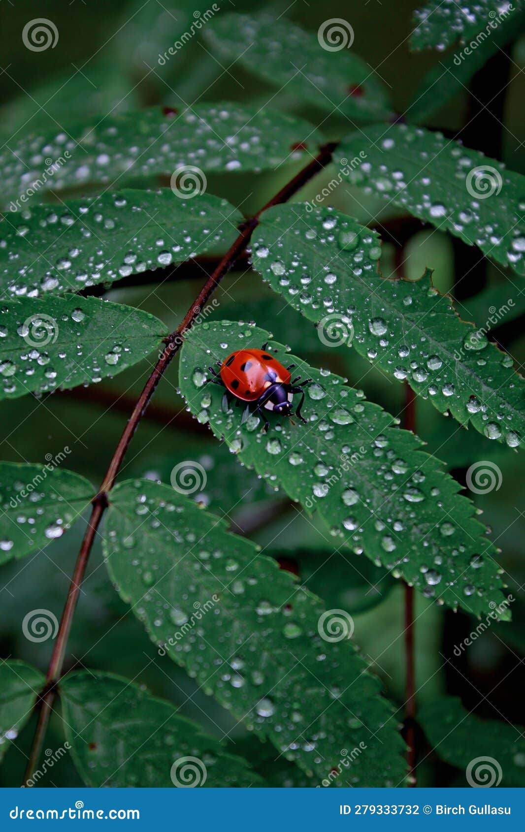 Ladybug on a Green Leaf with Dew Drops in the Morning Stock Photo ...