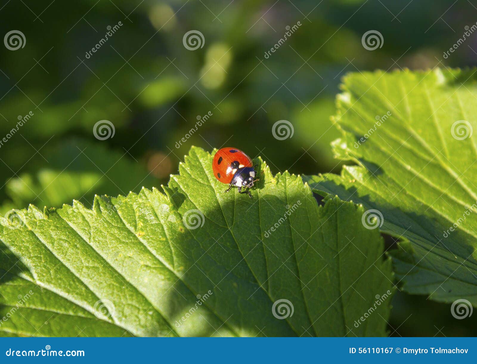 Ladybug on a green leaf stock image. Image of colors - 56110167