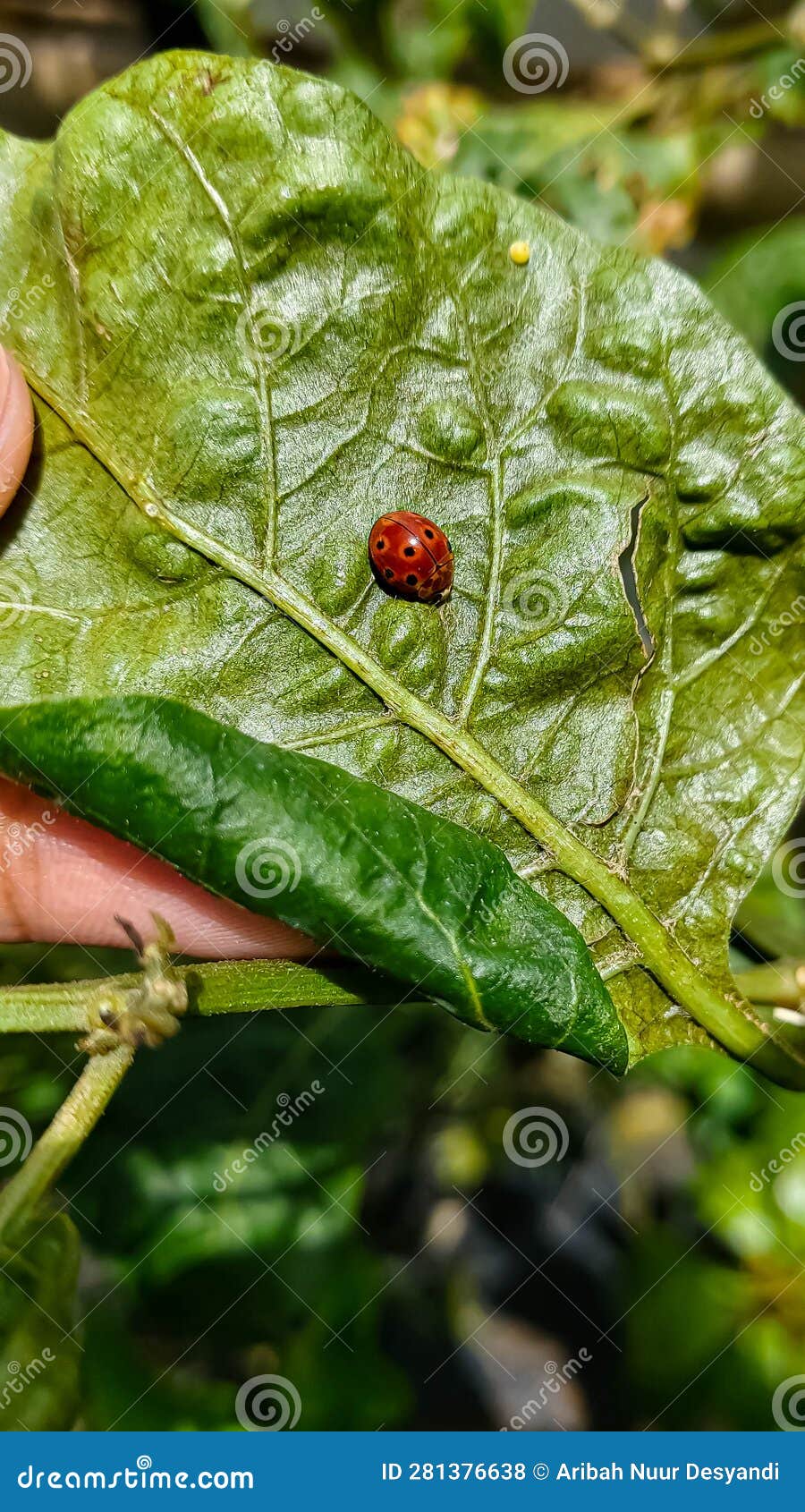 Ladybug on green leaf stock photo. Image of wildlife - 281376638