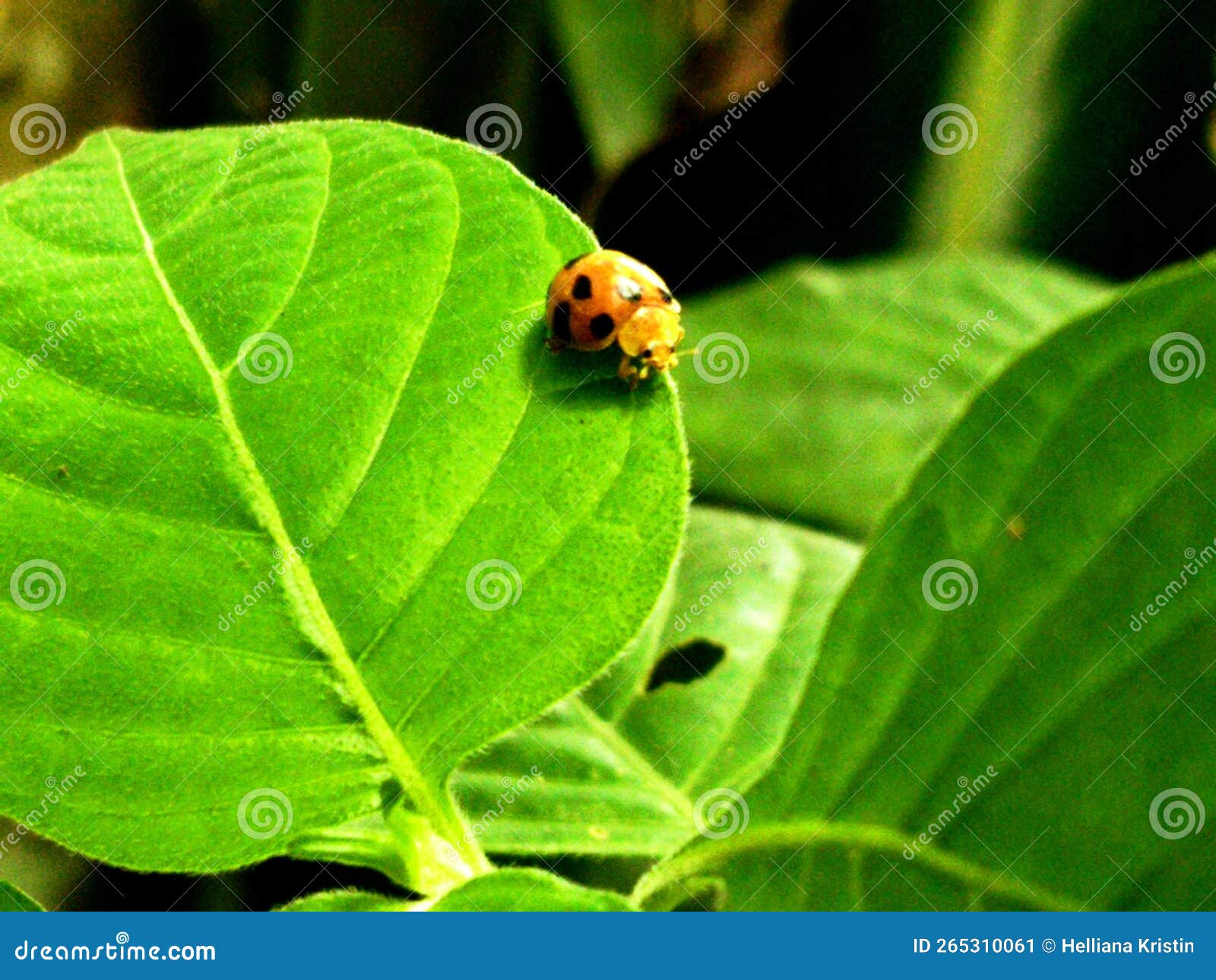 The Ladybug on Green Leaf Will Fly Stock Image - Image of yellow ...