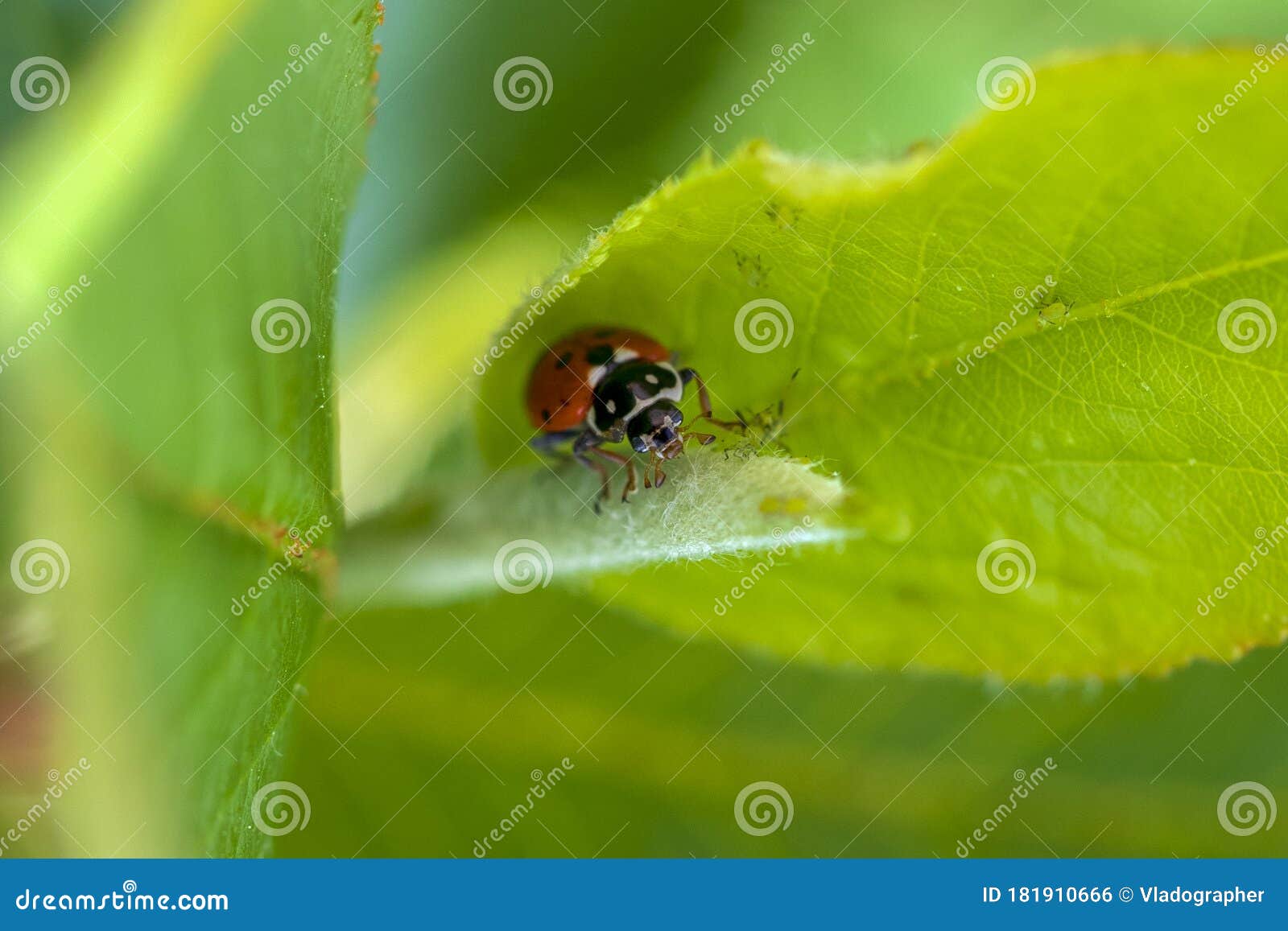 Ladybug and Leaves stock photo. Image of grass, beetle - 181910666
