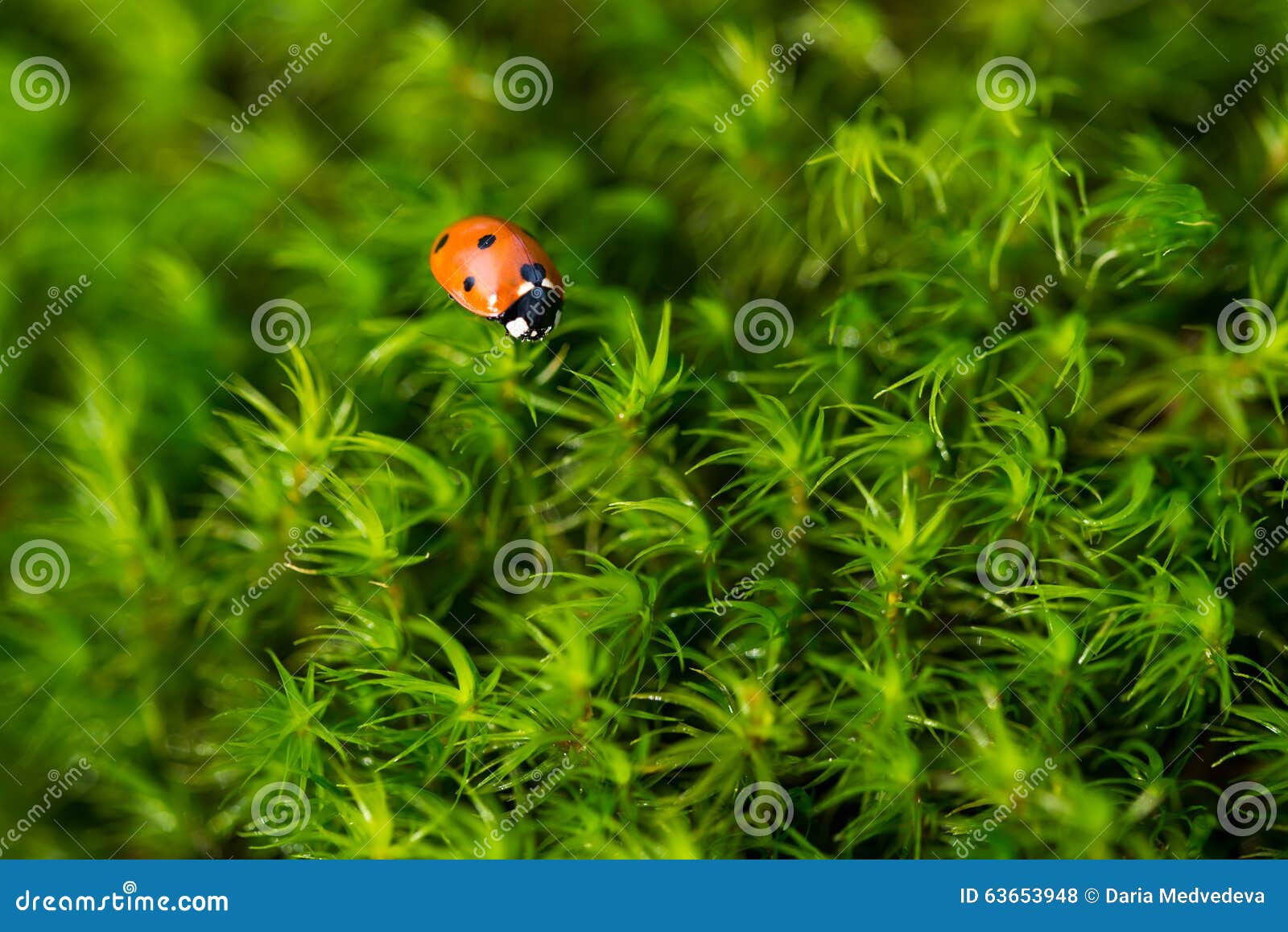 Ladybug on the Green Moss, Close Up with Small Depth of Field Stock ...