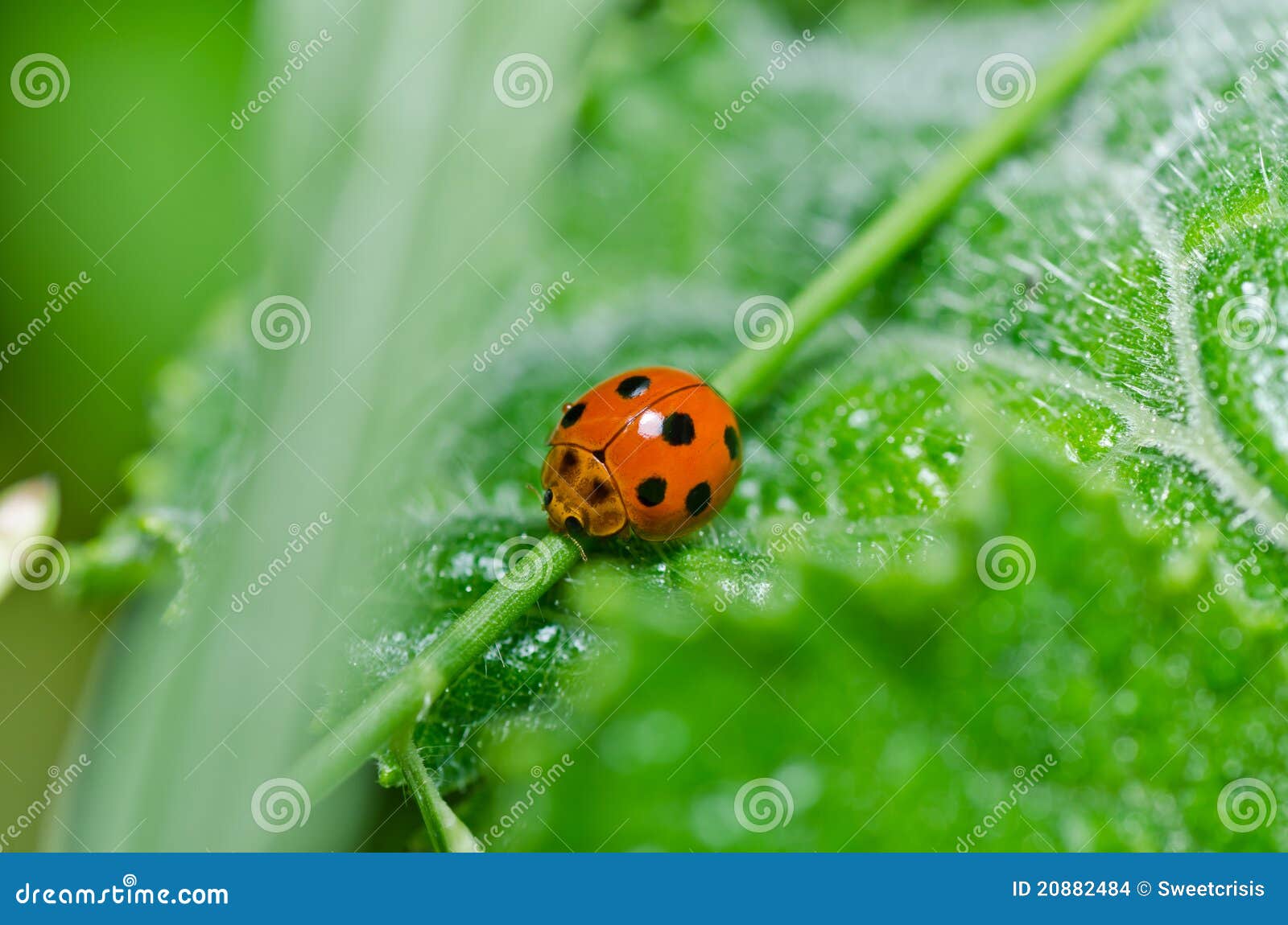 Ladybug in green nature stock photo. Image of light, spring - 20882484