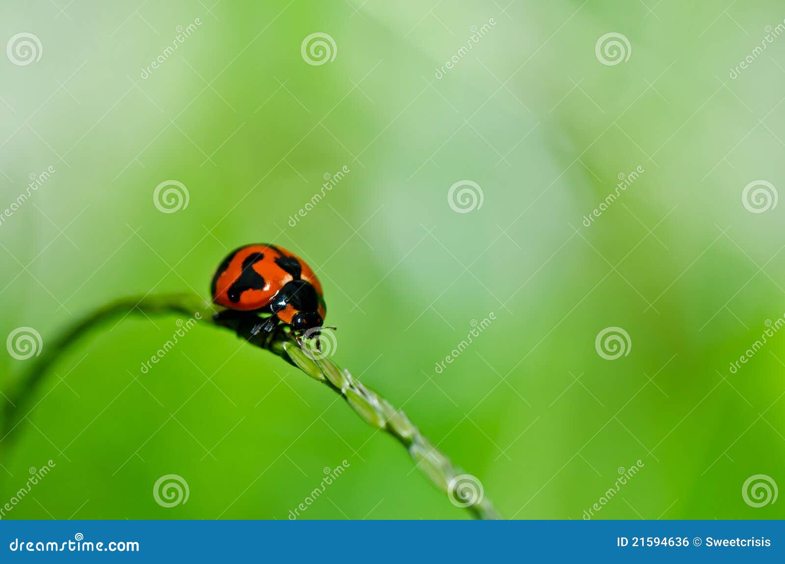 Ladybug in green nature stock photo. Image of small, summer - 21594636