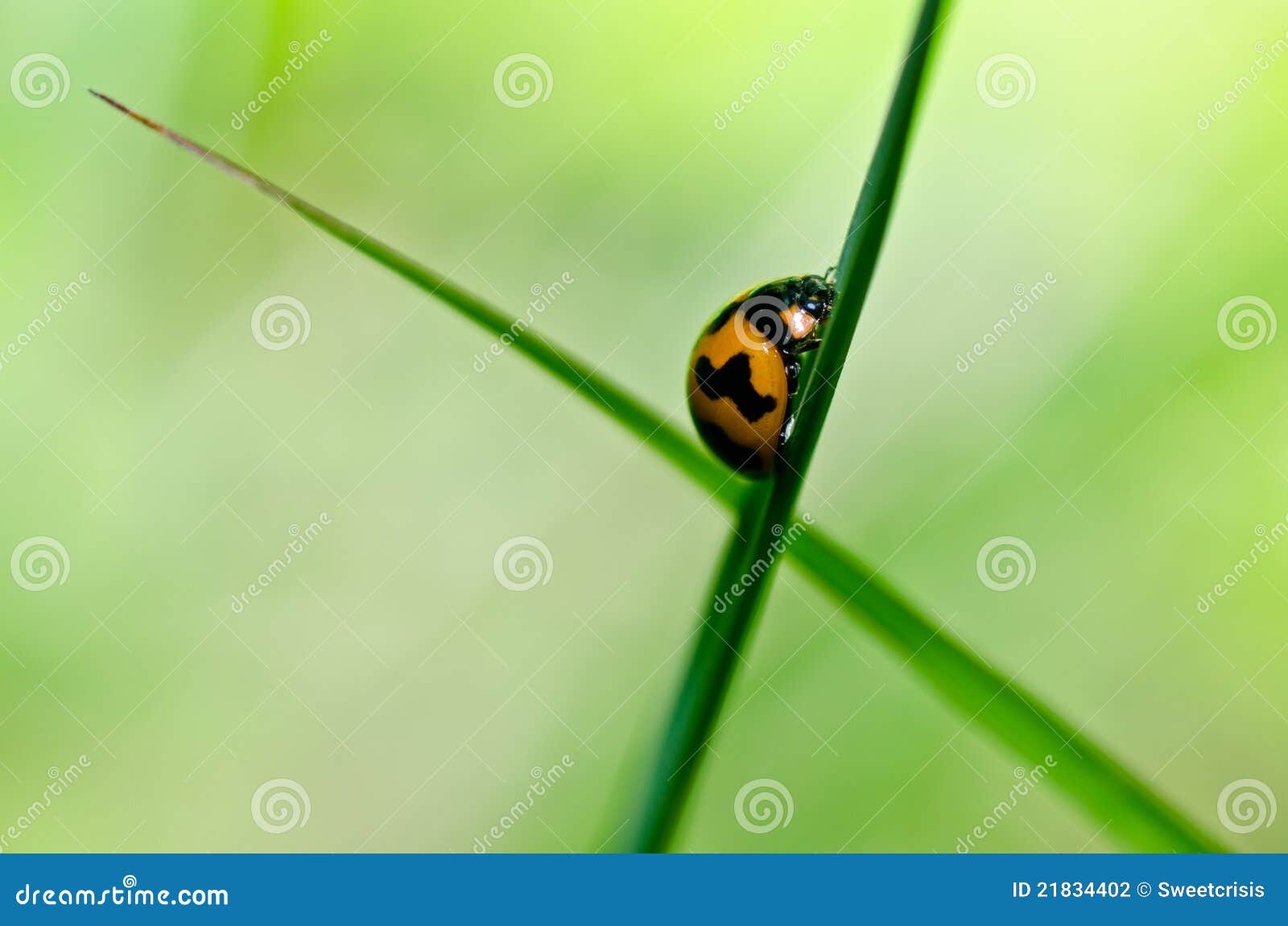 Ladybug in green nature stock photo. Image of macro, beetle - 21834402