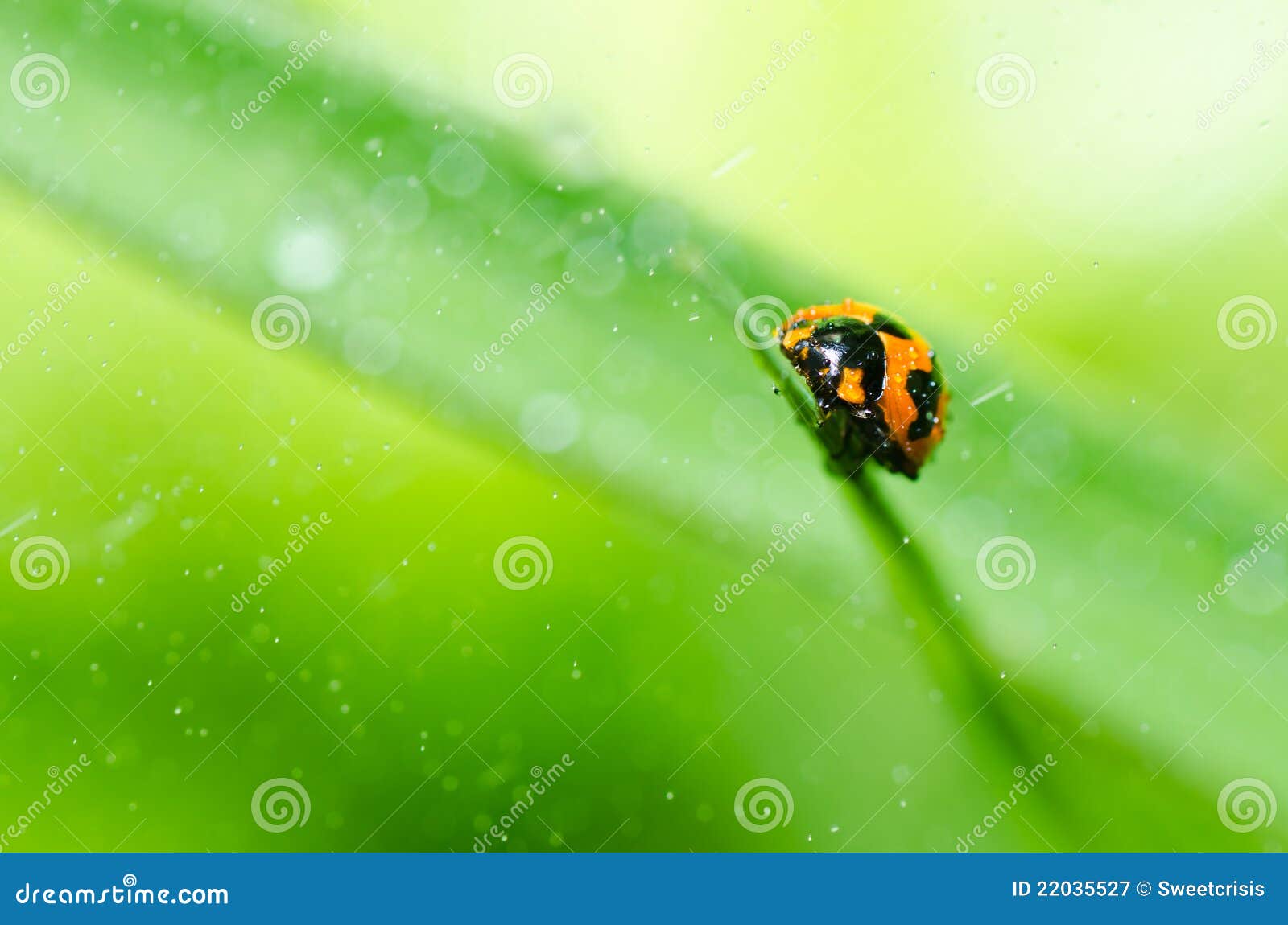 Ladybug in green nature stock image. Image of attractive - 22035527
