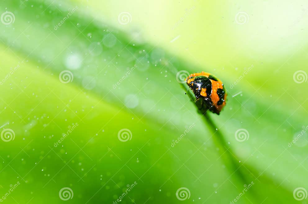 Ladybug in green nature stock image. Image of attractive - 22035527