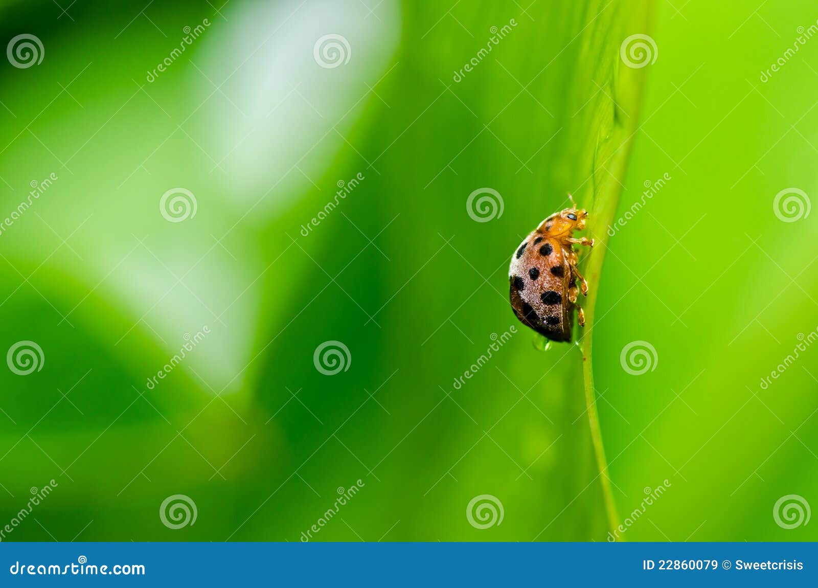 Ladybug in green nature stock image. Image of bright - 22860079