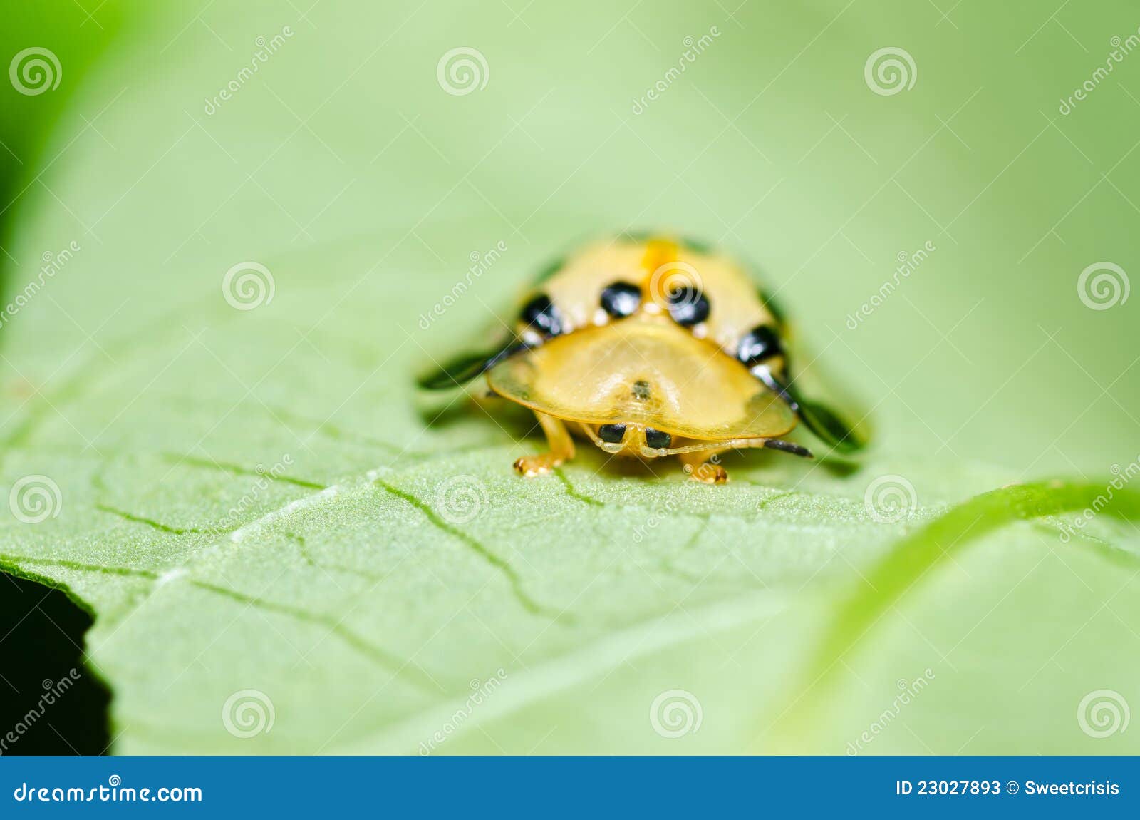 Ladybug in green nature stock image. Image of small, hill - 23027893